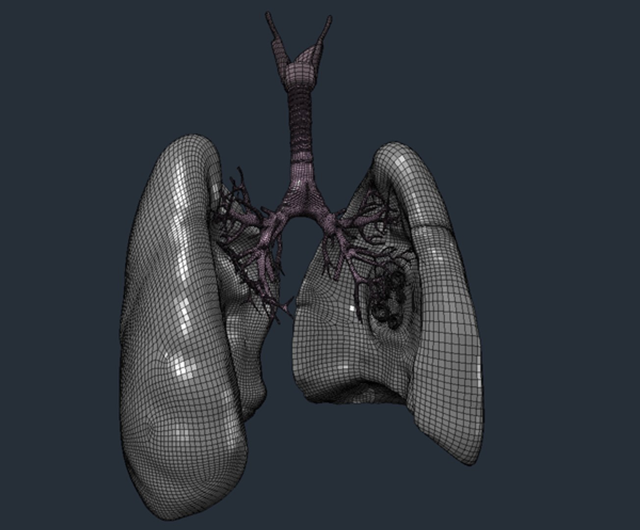 Lungs Trachea 3d Obj