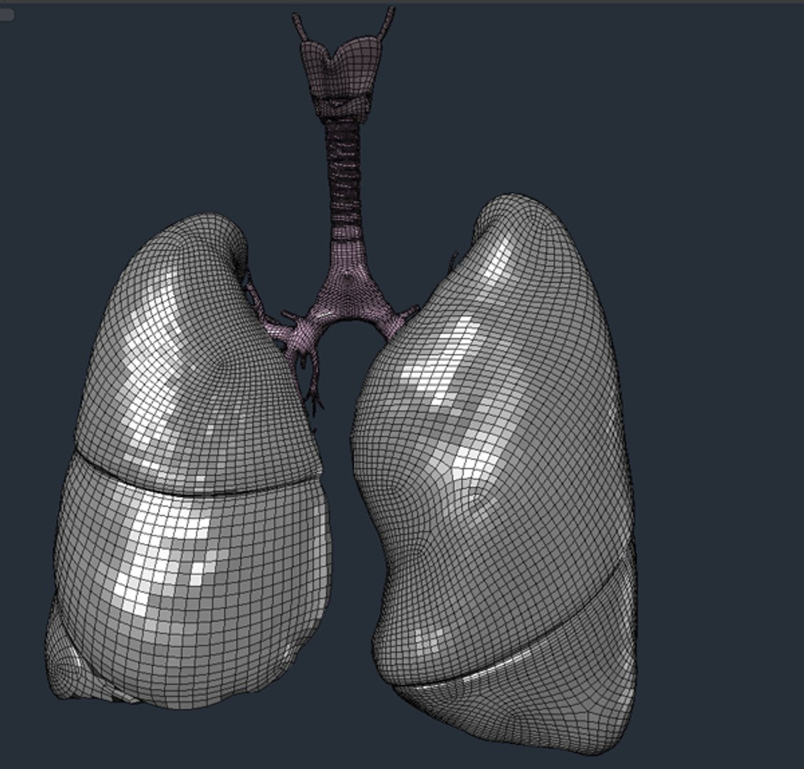 Lungs Trachea 3d Obj