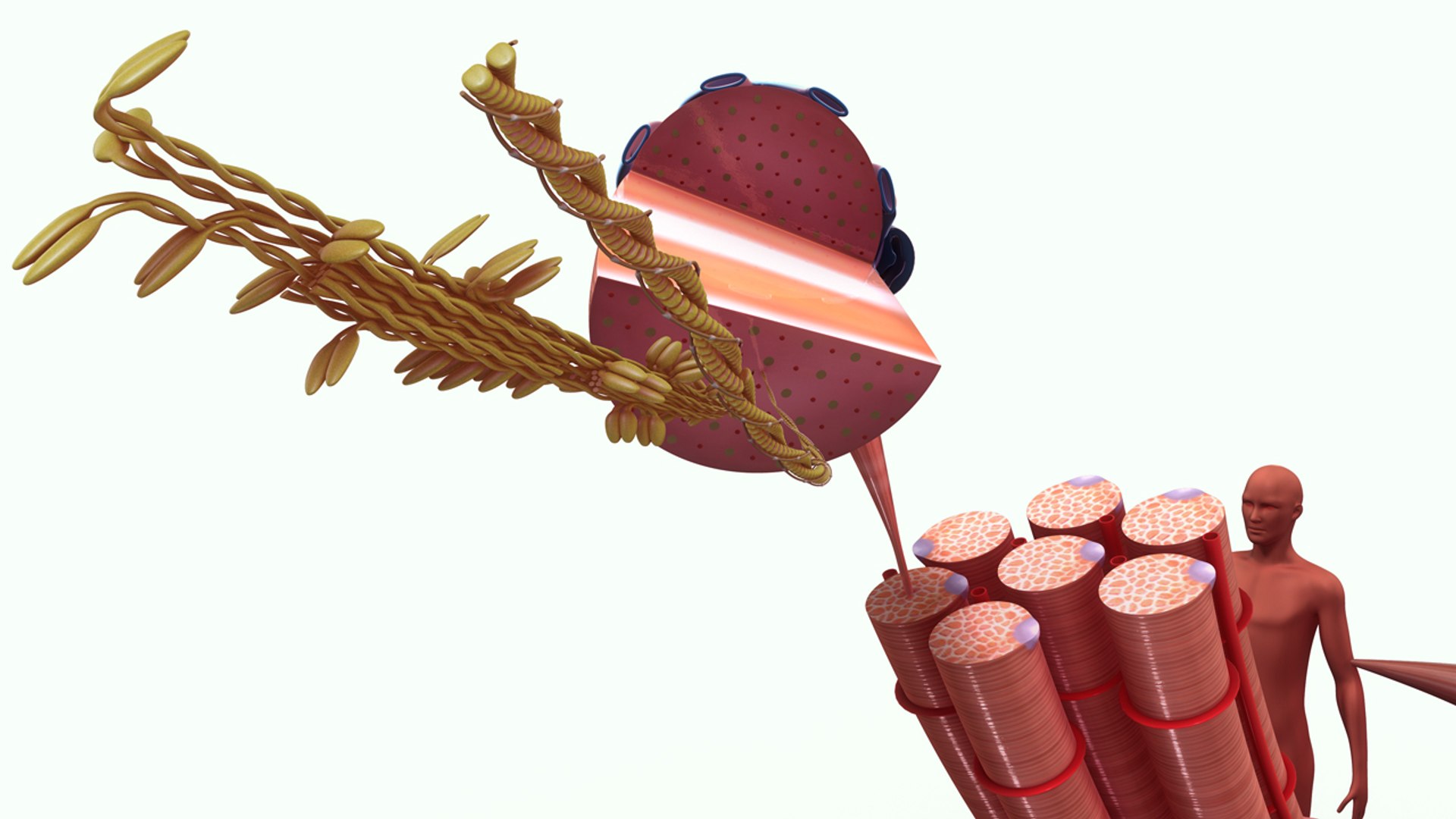 3d Muscle Tissue Model