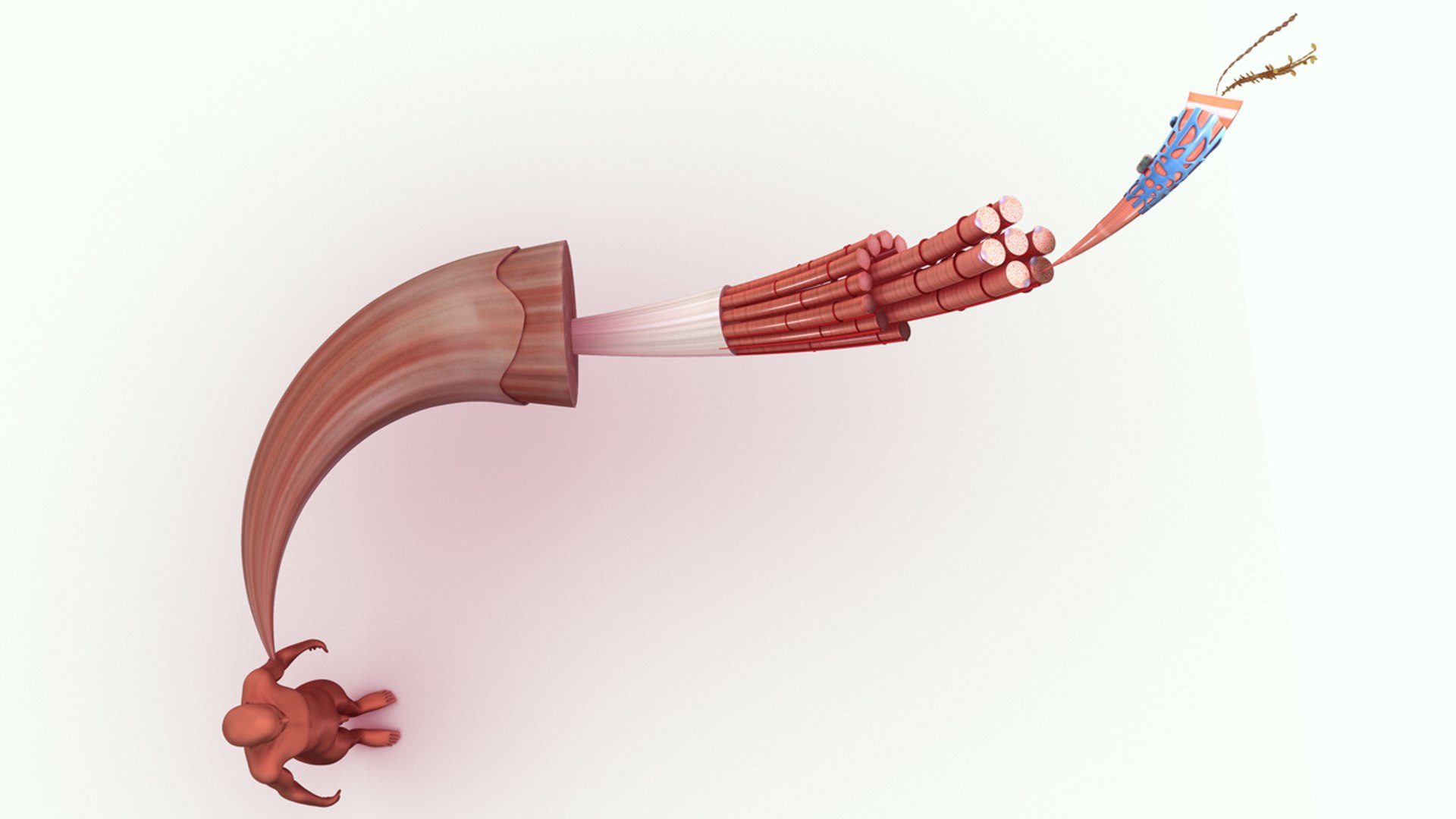 3d Muscle Tissue Model