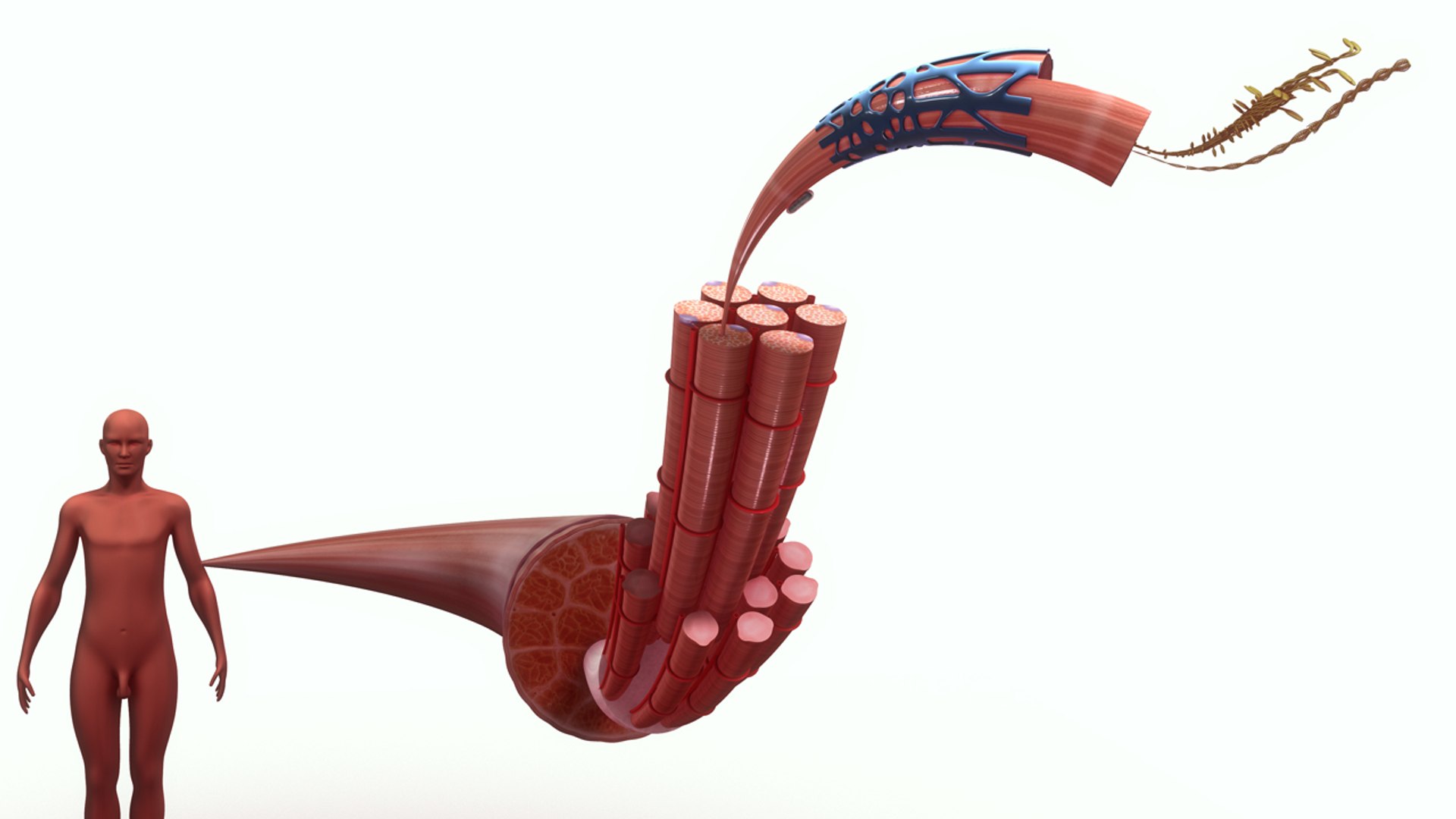 3d Muscle Tissue Model