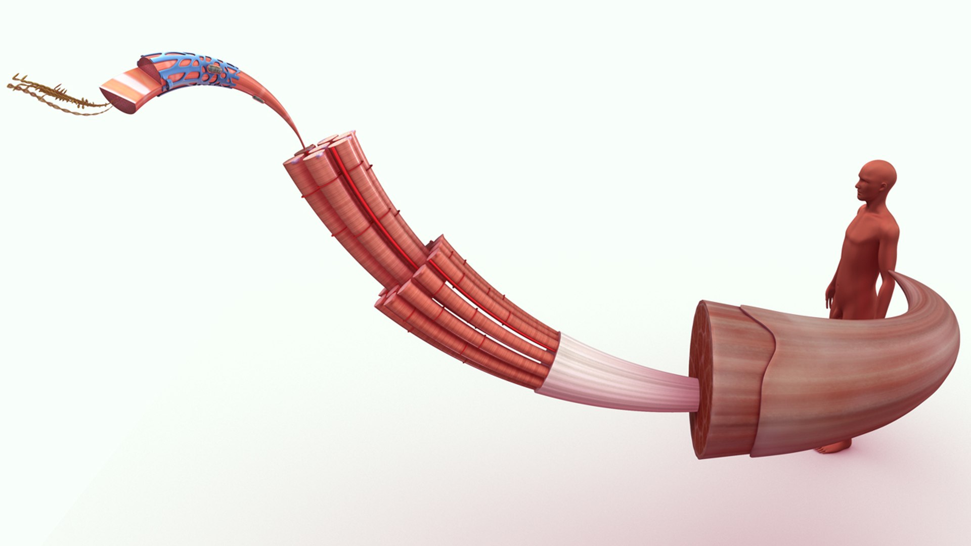 3d Muscle Tissue Model