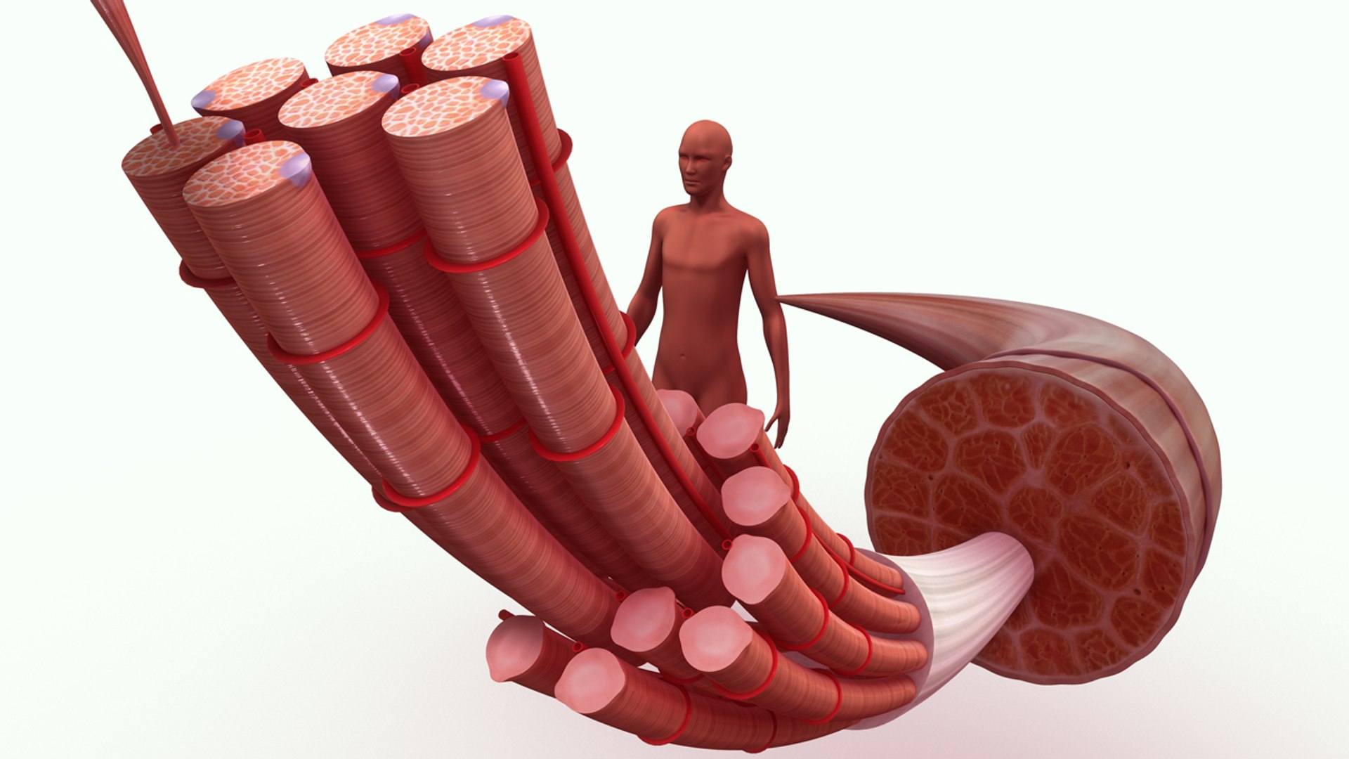 3d Muscle Tissue Model