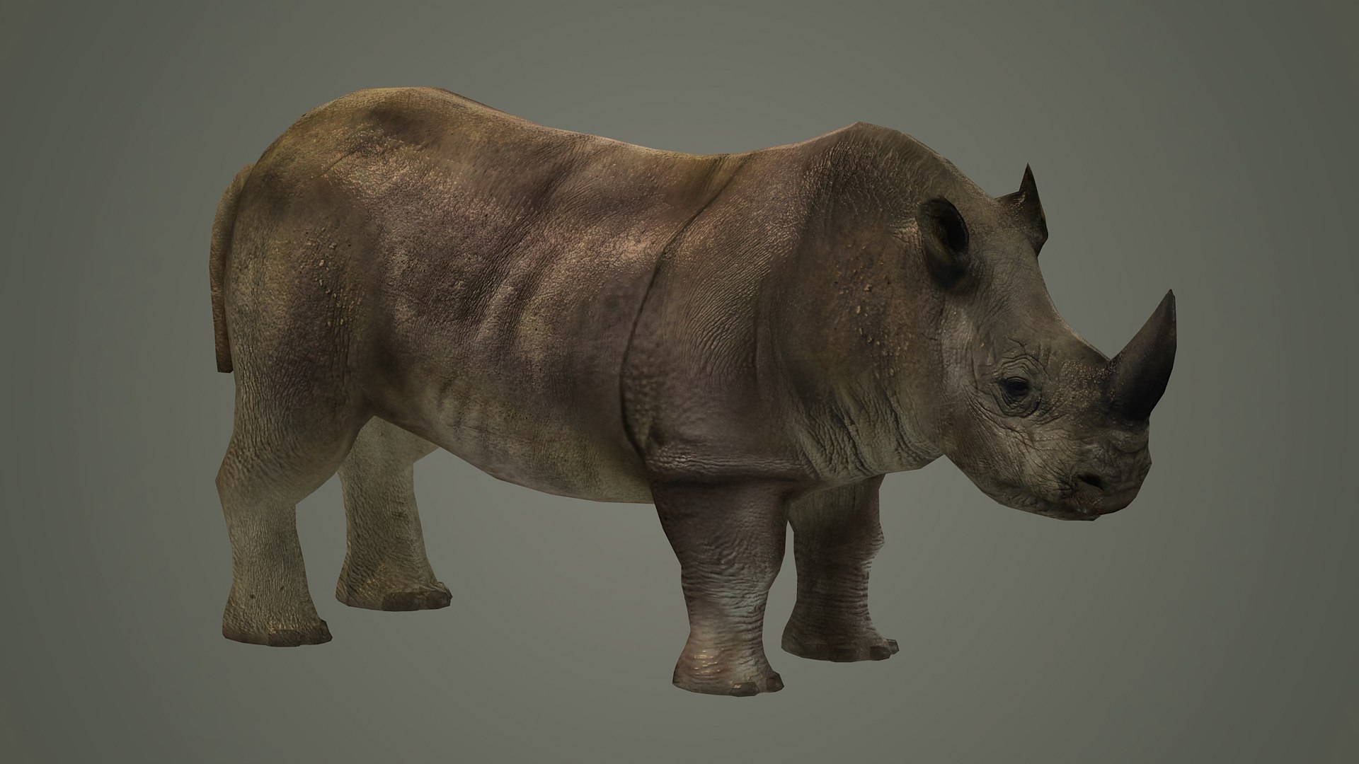 Indian Rhinoceros Mammal Rhino Animal 3D Model - TurboSquid 2216218
