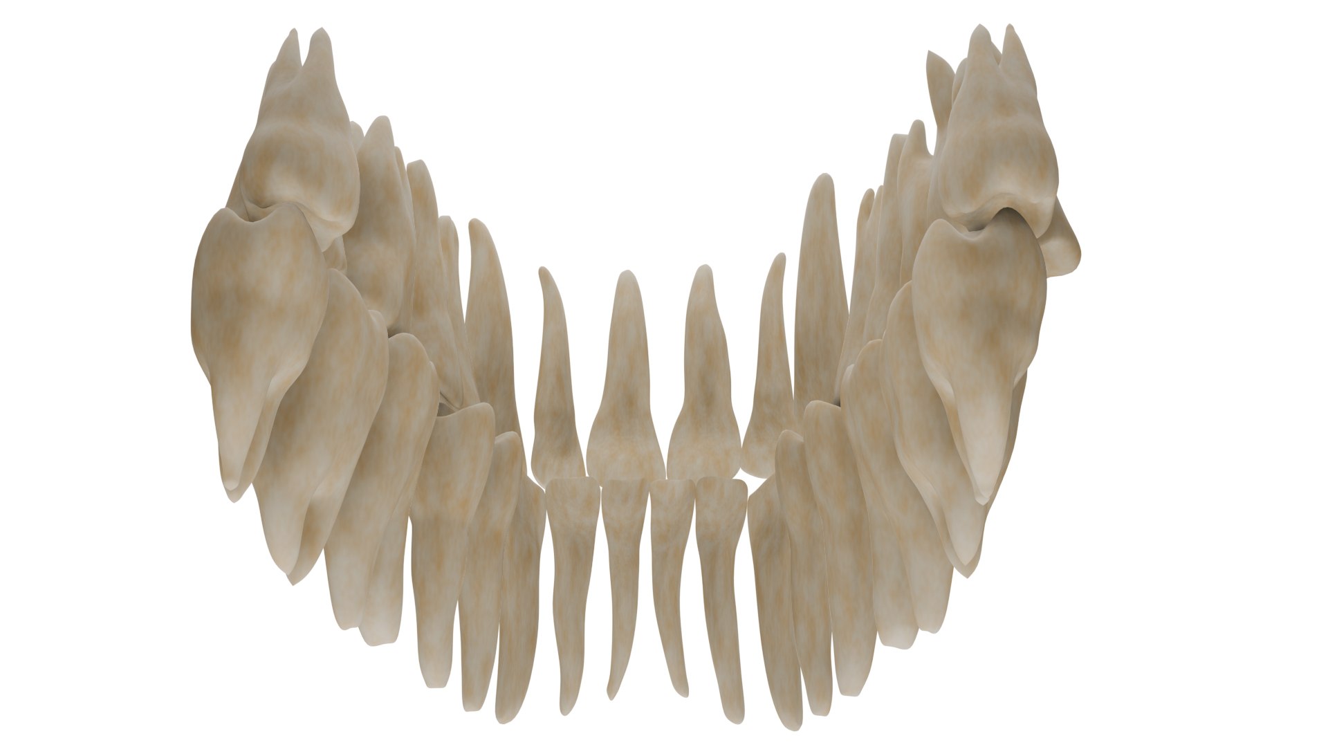 3D Teeth - TurboSquid 2217405