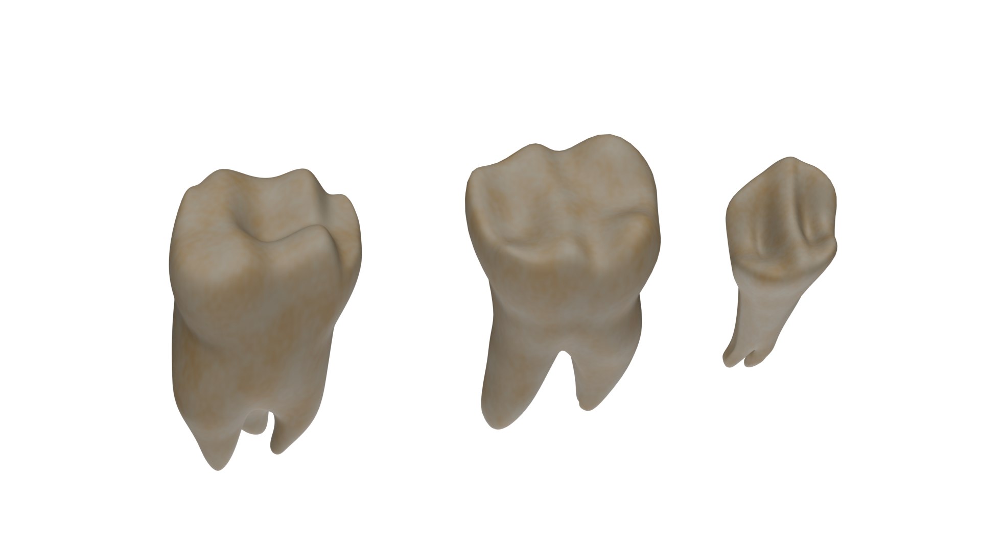 3D Teeth - TurboSquid 2217405