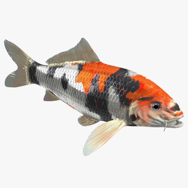 Koi 3D Models for Download | TurboSquid