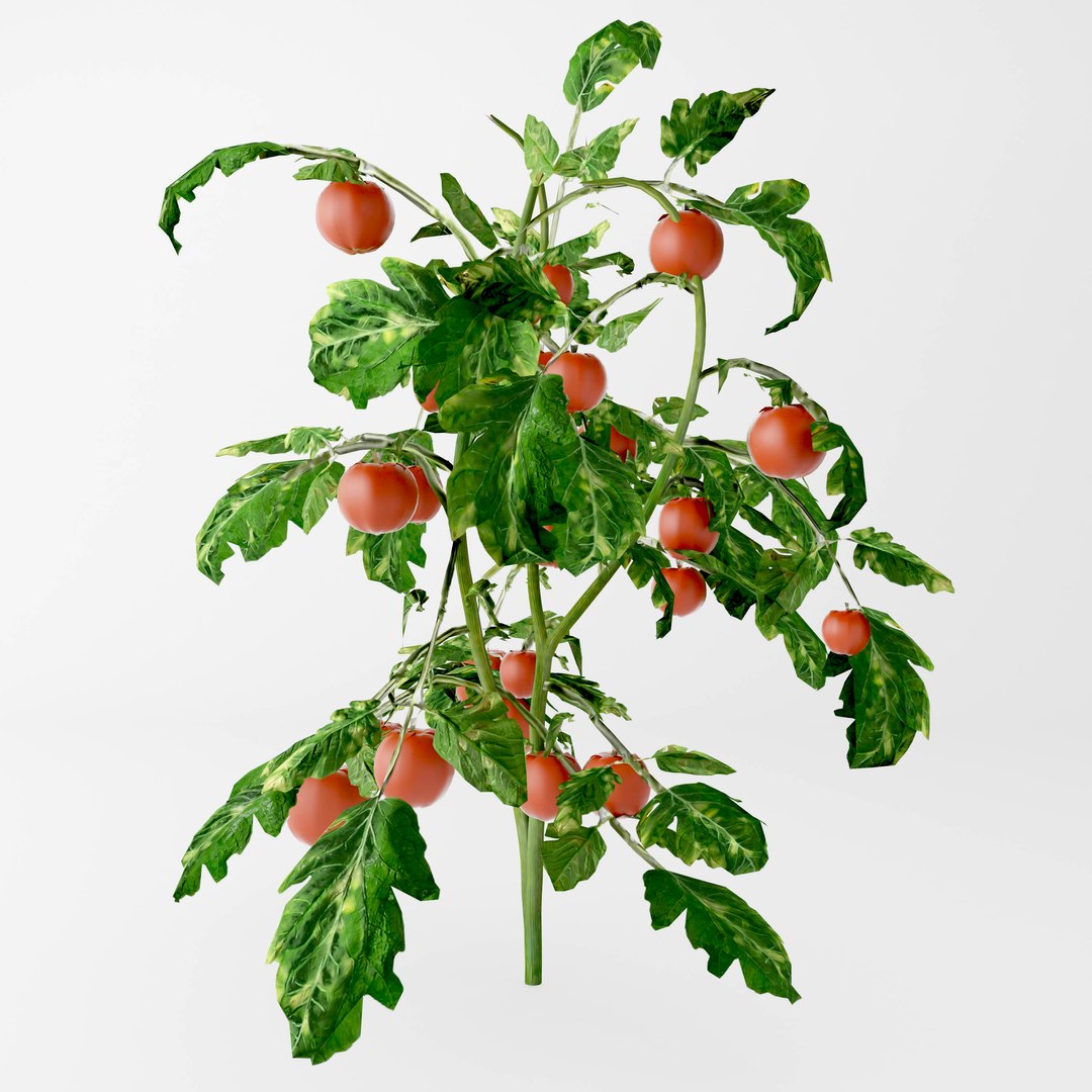 3D tomato model - TurboSquid 1428197