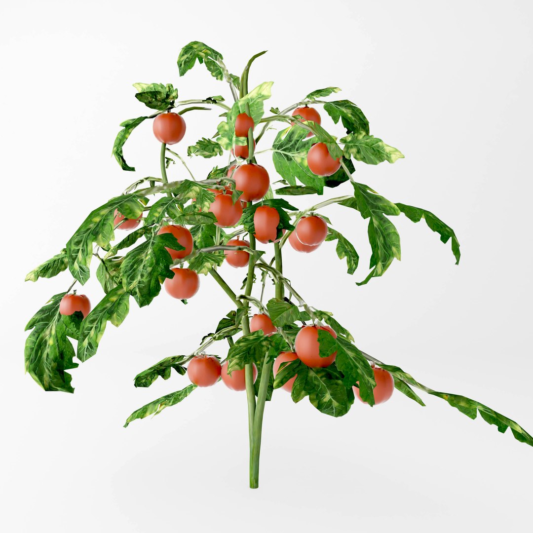 3D tomato model - TurboSquid 1428197