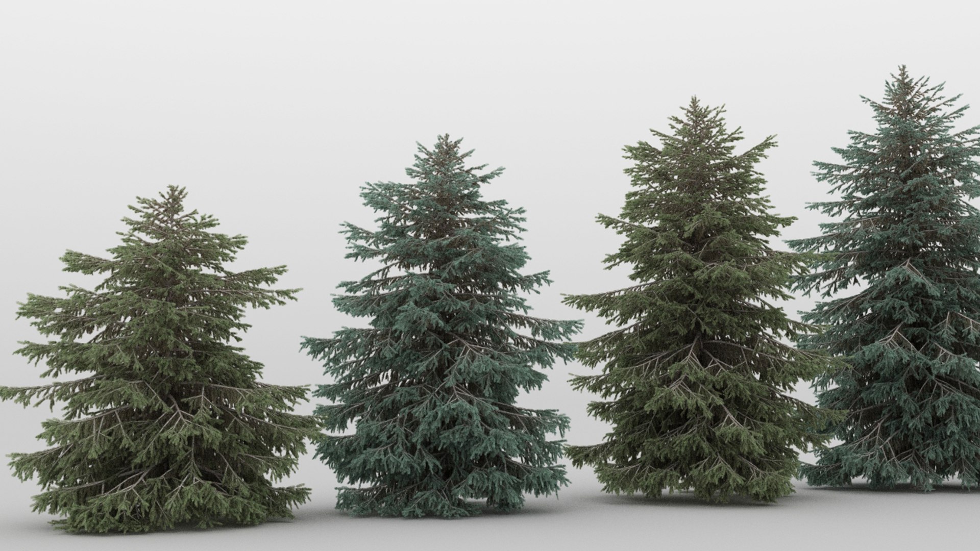3D 20 Picea Glauca Trees - TurboSquid 1363489