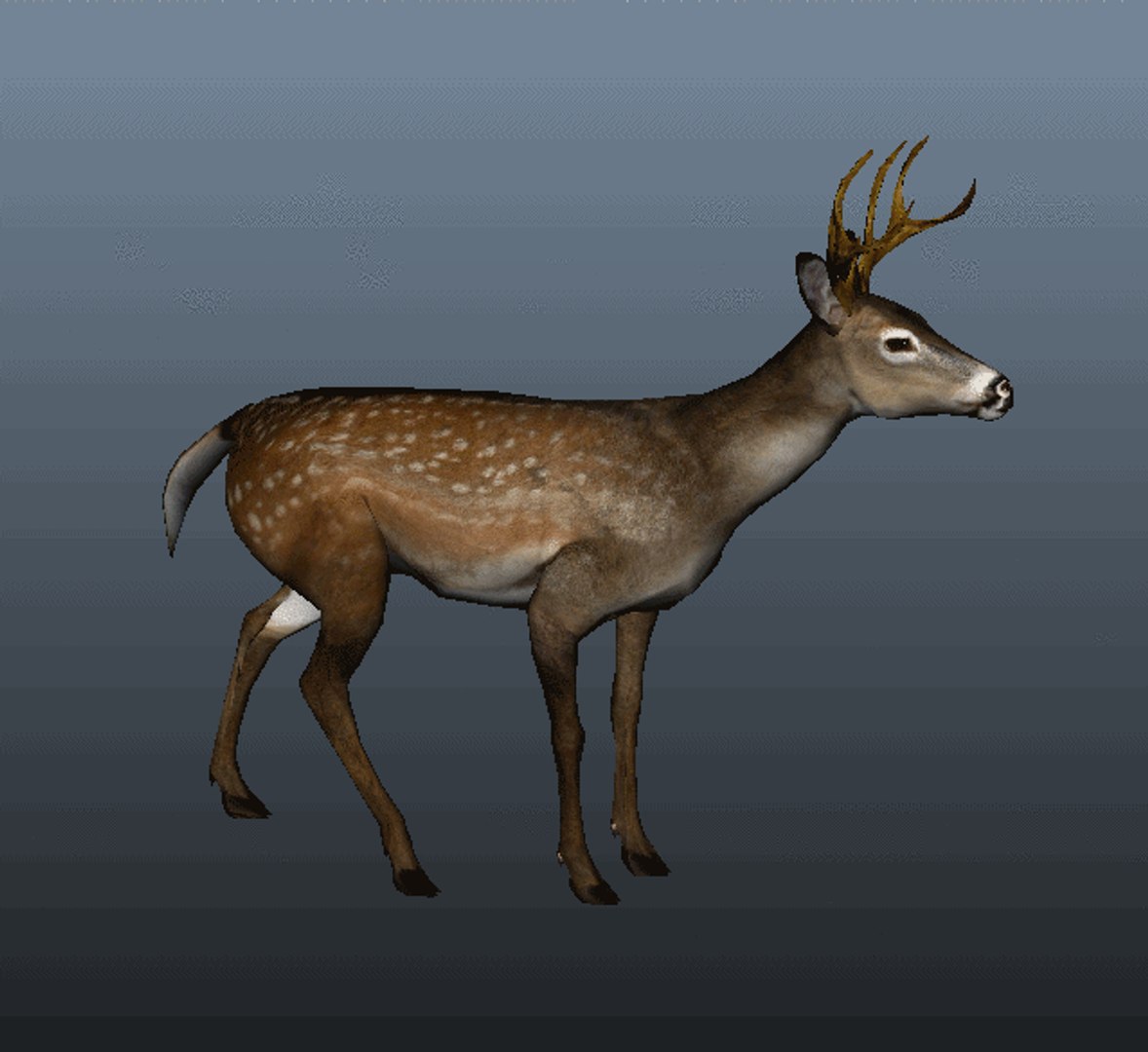 3d deer animation model