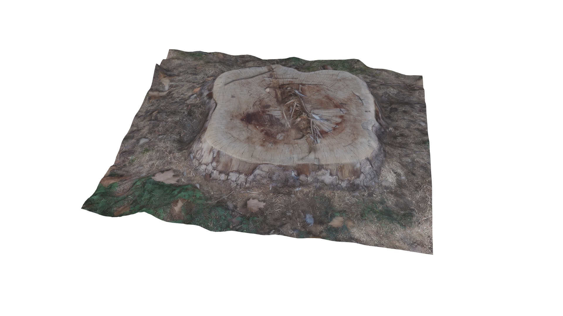 3D trunk scan - TurboSquid 1607834