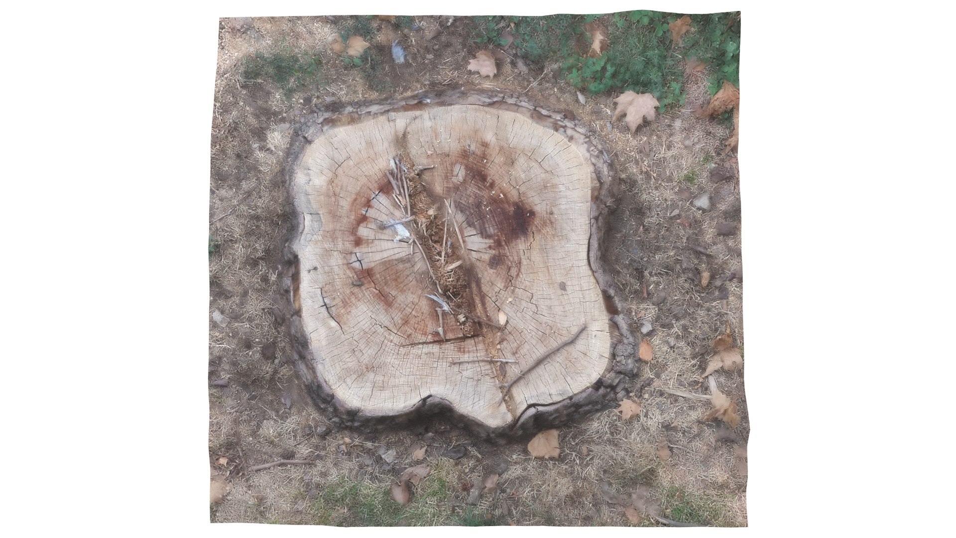 3D trunk scan - TurboSquid 1607834