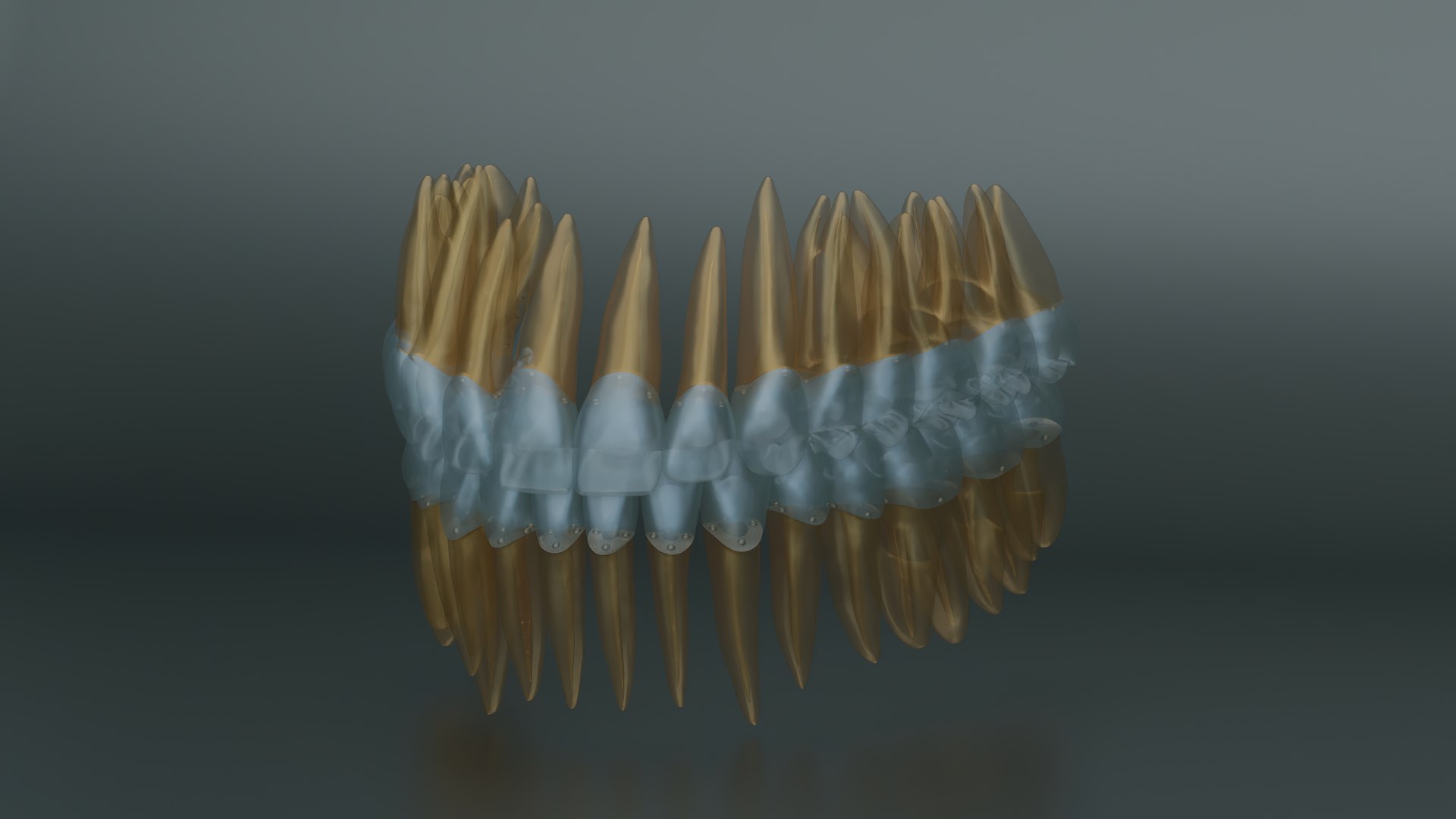 Dental Anatomy And Root Structures 3D Model - TurboSquid 2047768