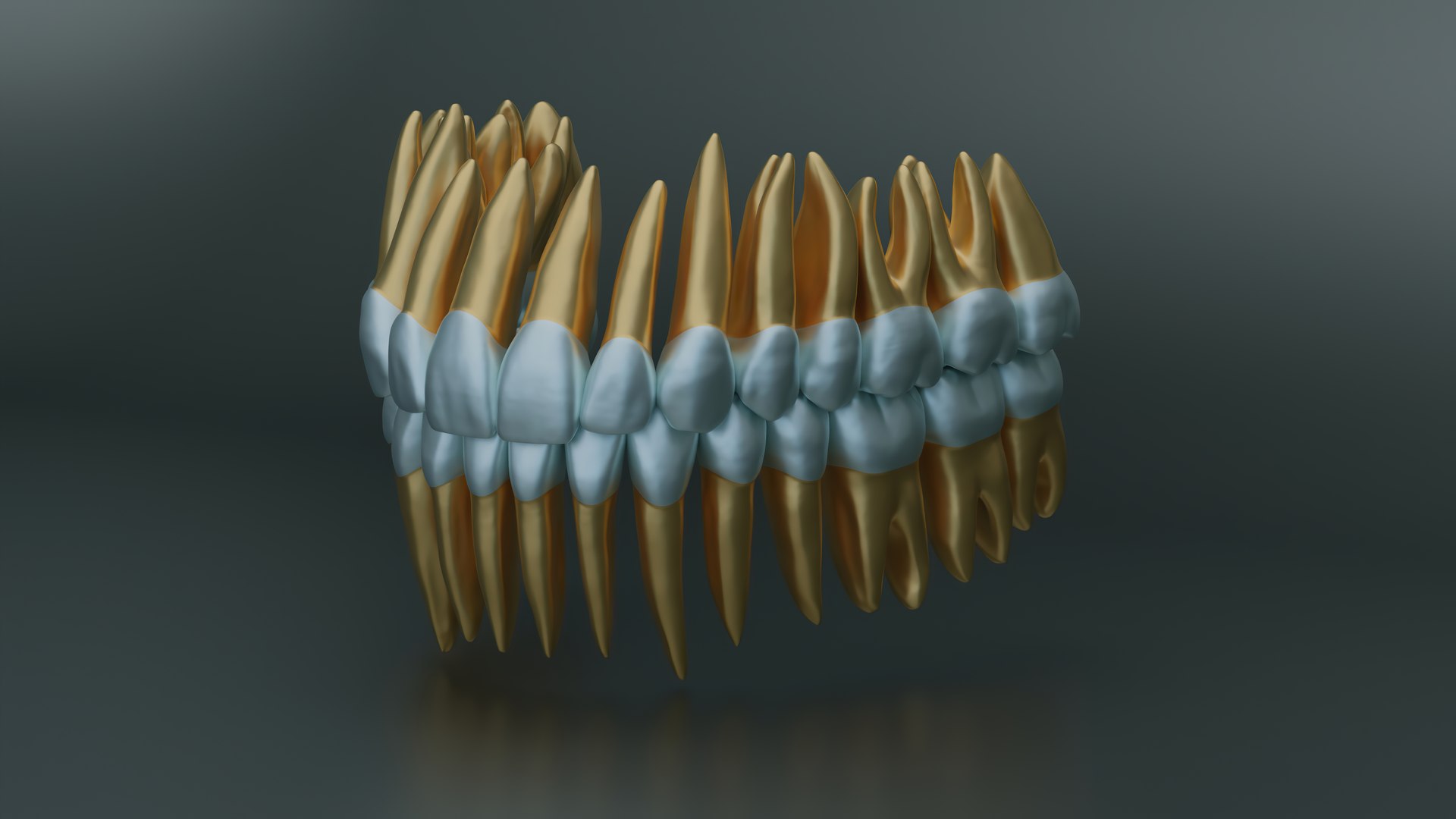 Dental Anatomy And Root Structures 3D Model - TurboSquid 2047768