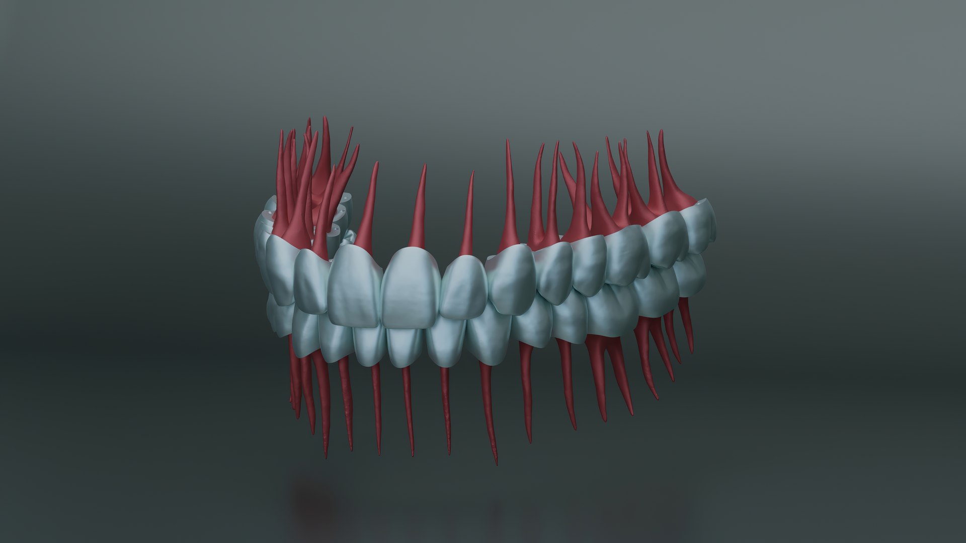 Dental Anatomy And Root Structures 3D Model - TurboSquid 2047768