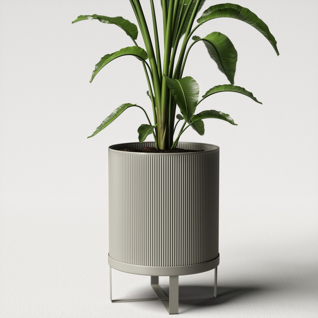 Strelitzia Plant 3D Model - TurboSquid 1285543