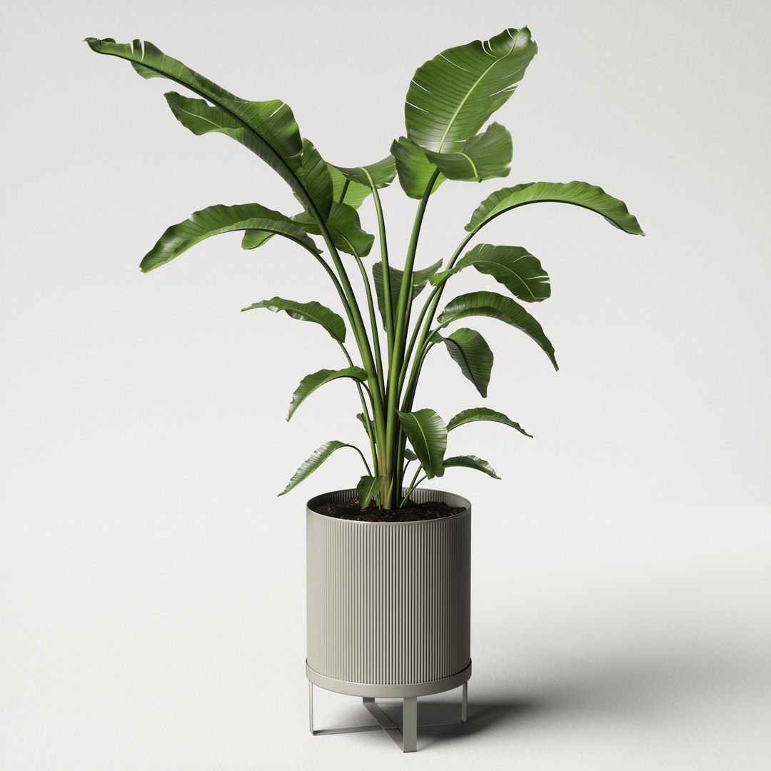 Strelitzia Plant 3D Model - TurboSquid 1285543