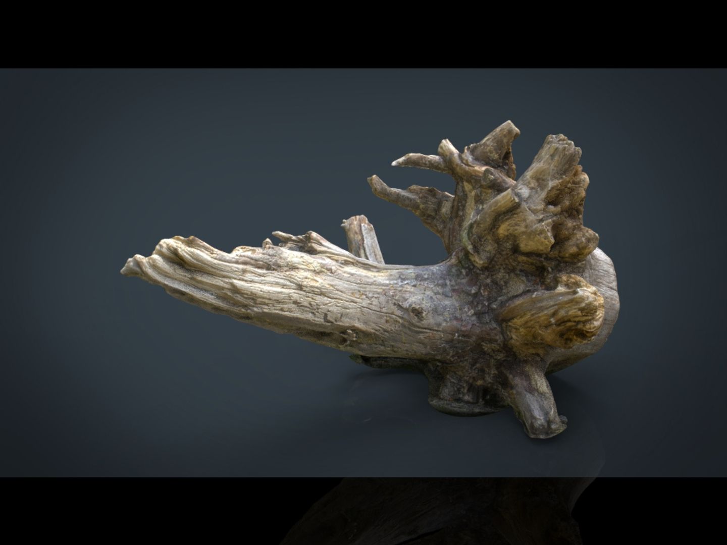 Dead Trunk 3D Model - TurboSquid 1160661