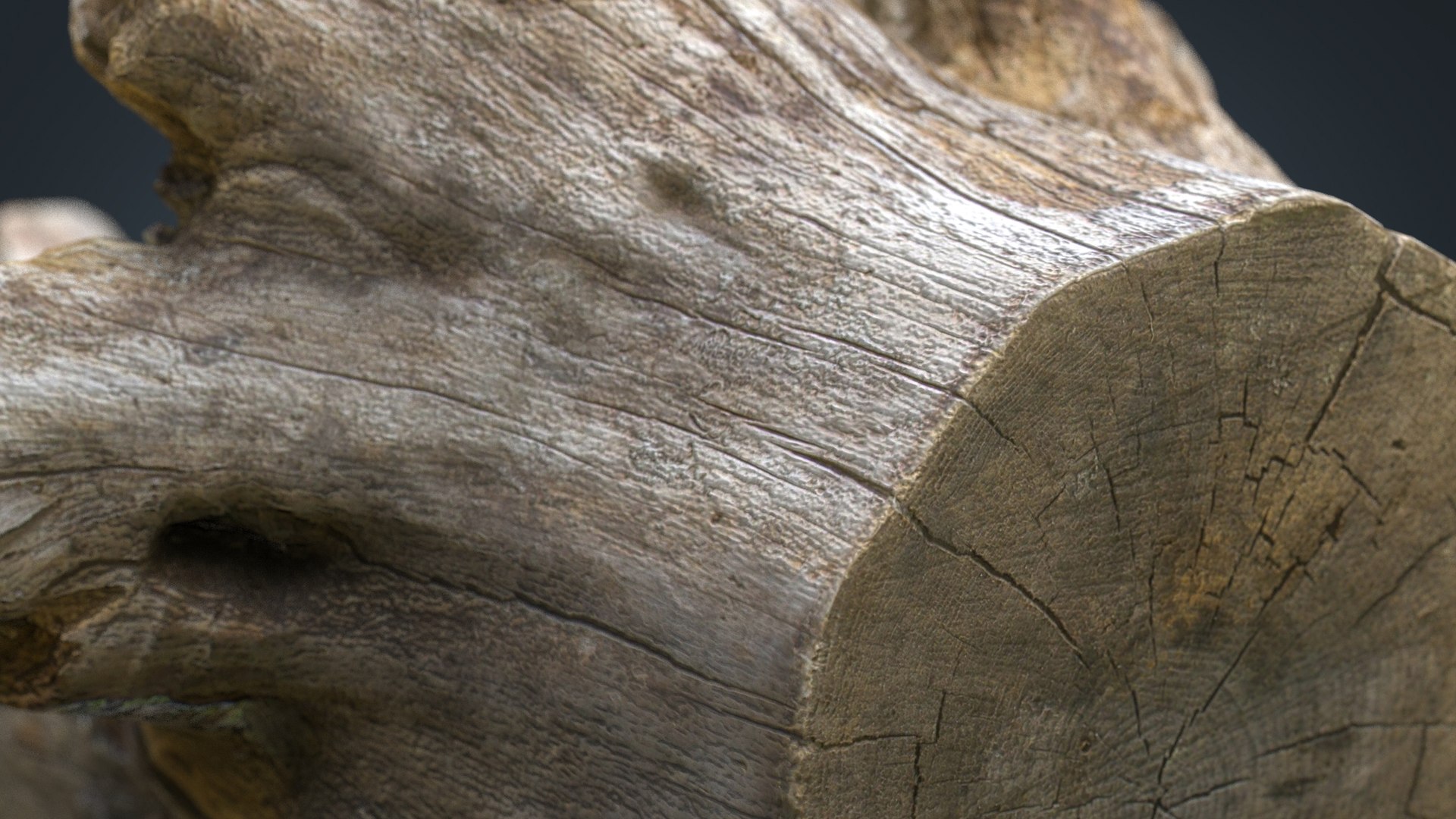 Dead Trunk 3D Model - TurboSquid 1160661