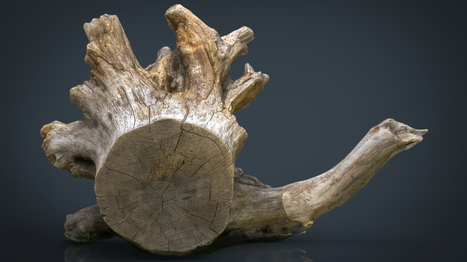 Dead Trunk 3D Model - TurboSquid 1160661