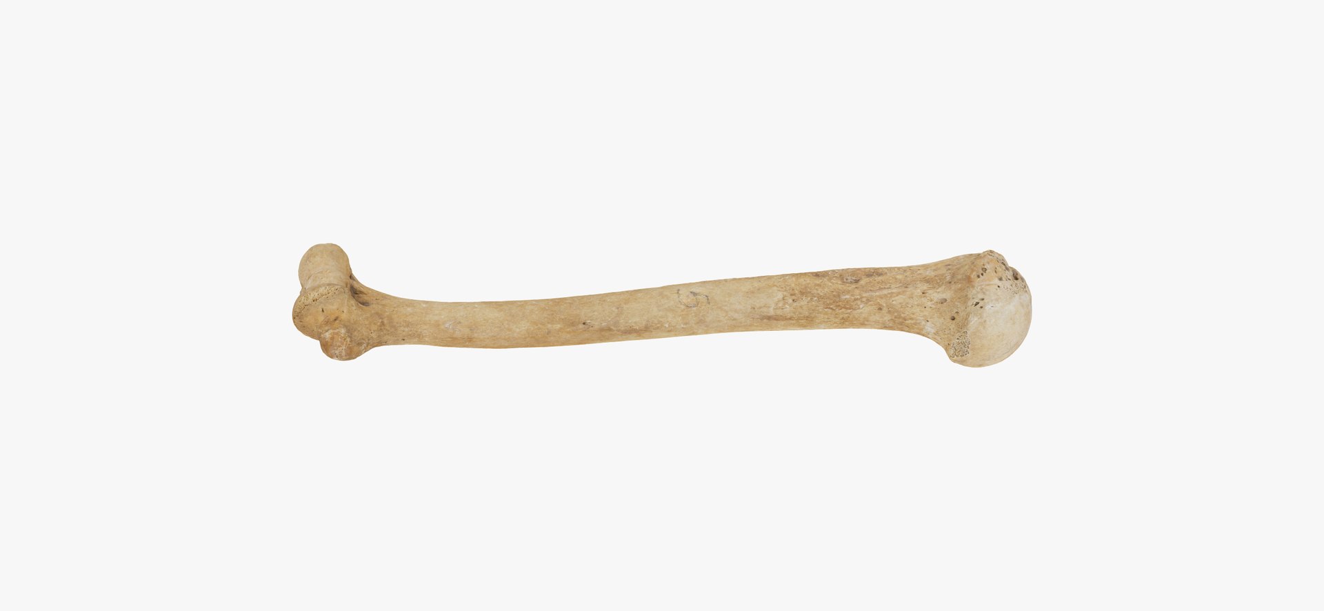 Human Humerus Bone 01 3D - TurboSquid 1550981