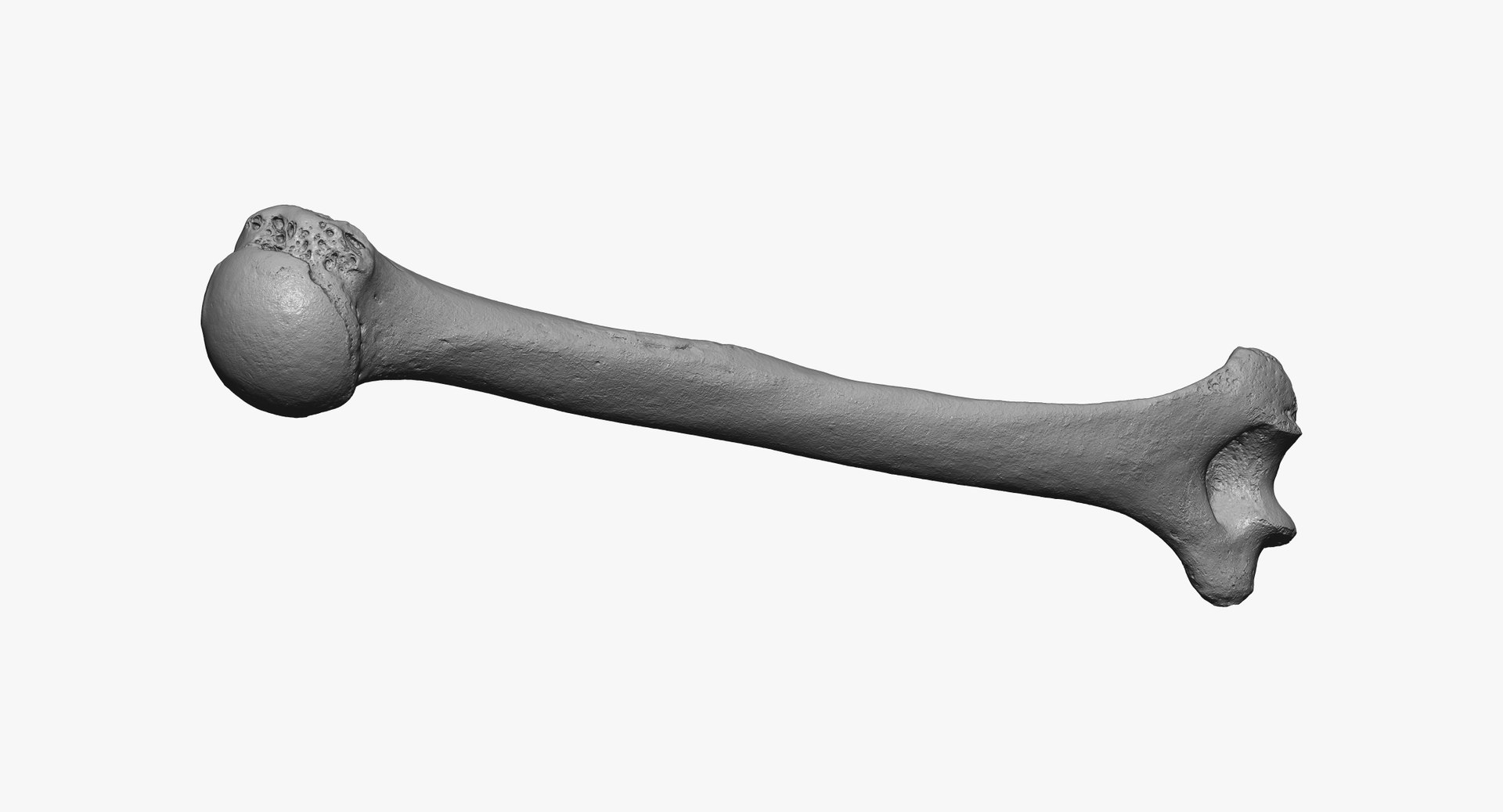 Human Humerus Bone 01 3D - TurboSquid 1550981