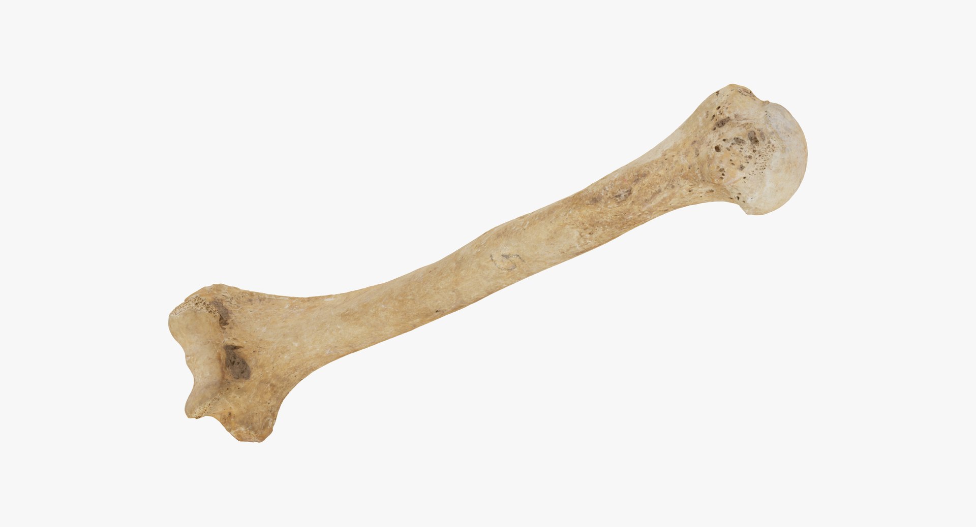 Human Humerus Bone 01 3D - TurboSquid 1550981