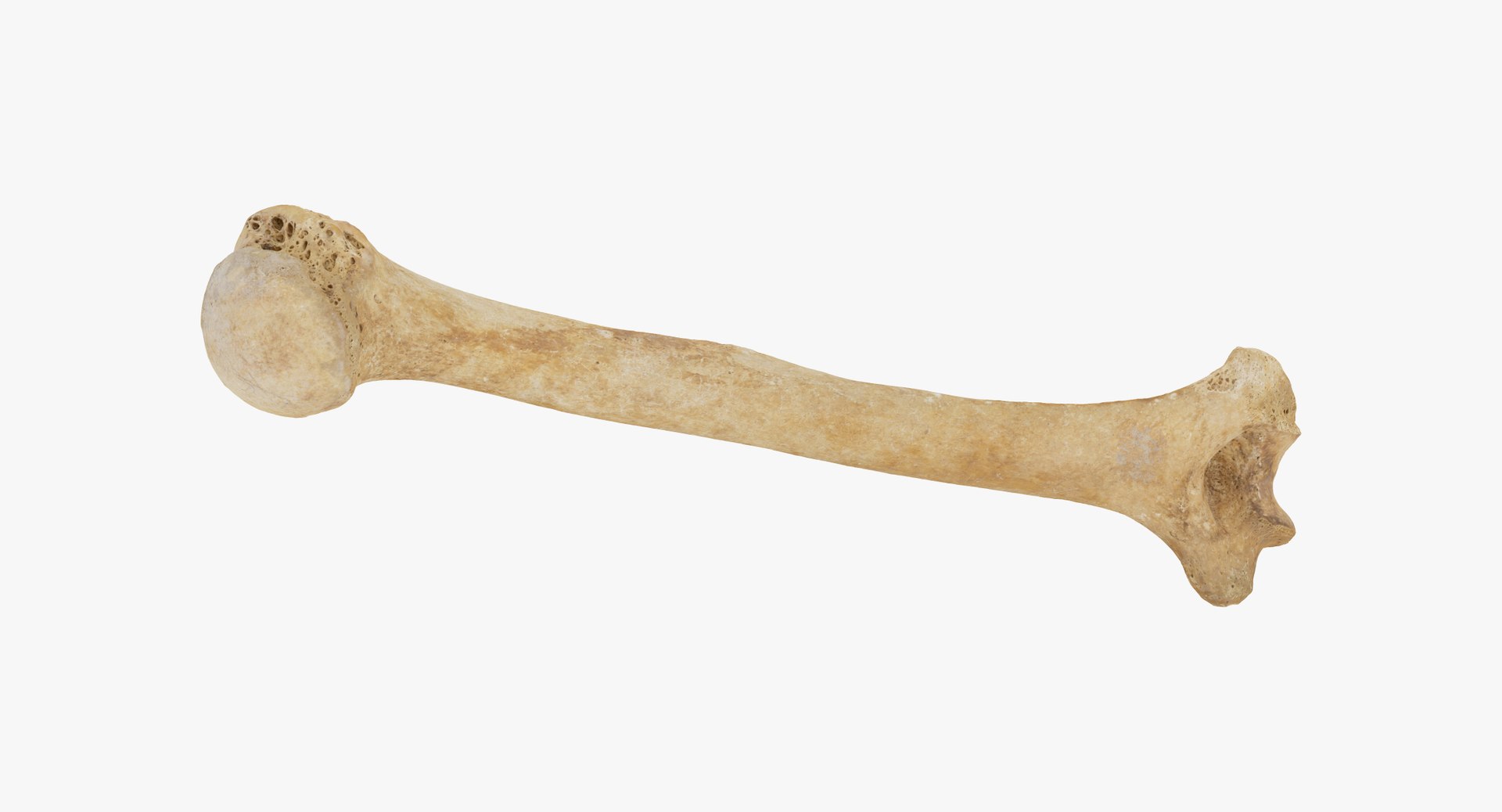 Human Humerus Bone 01 3D - TurboSquid 1550981