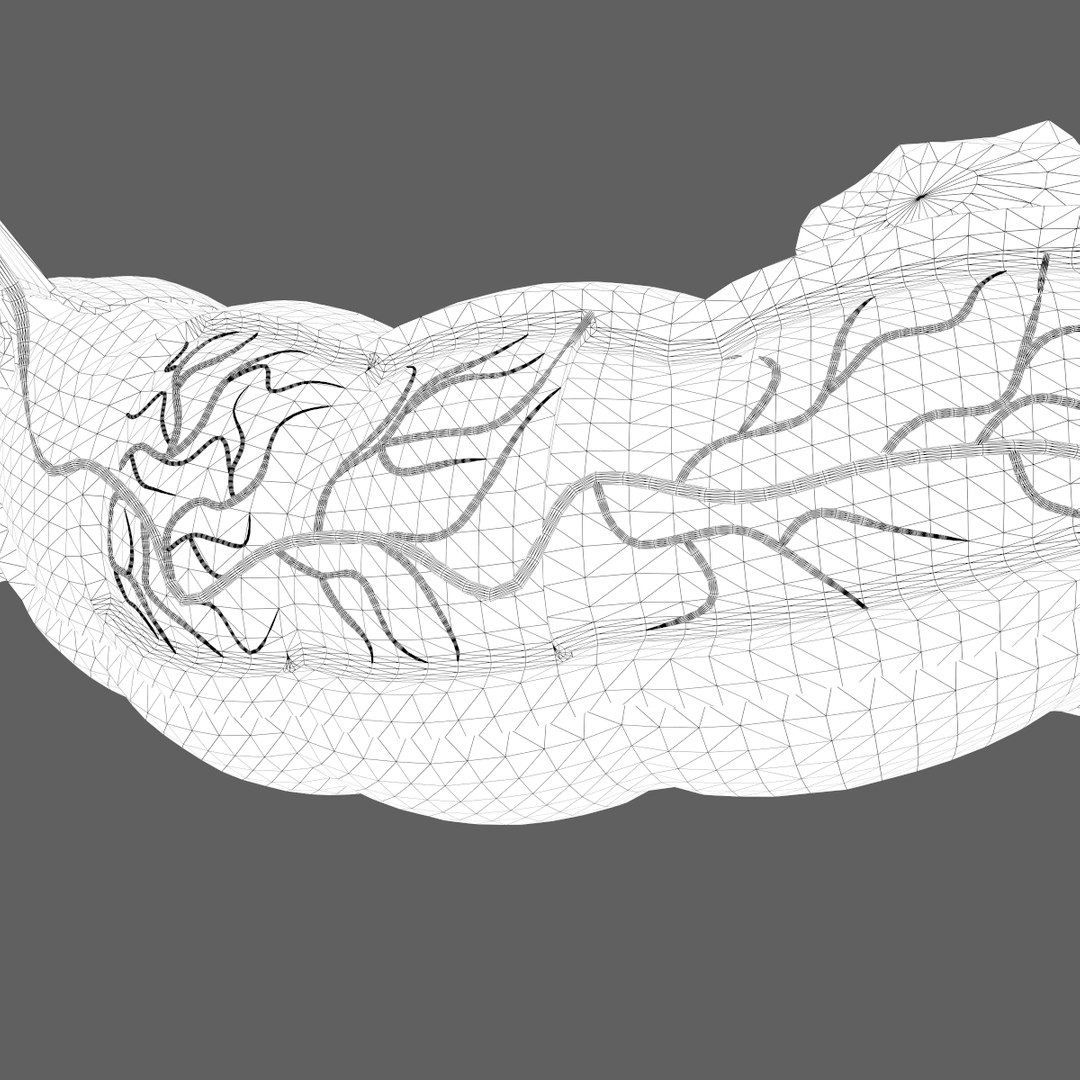 Human Intestine 3D Model - TurboSquid 1520211