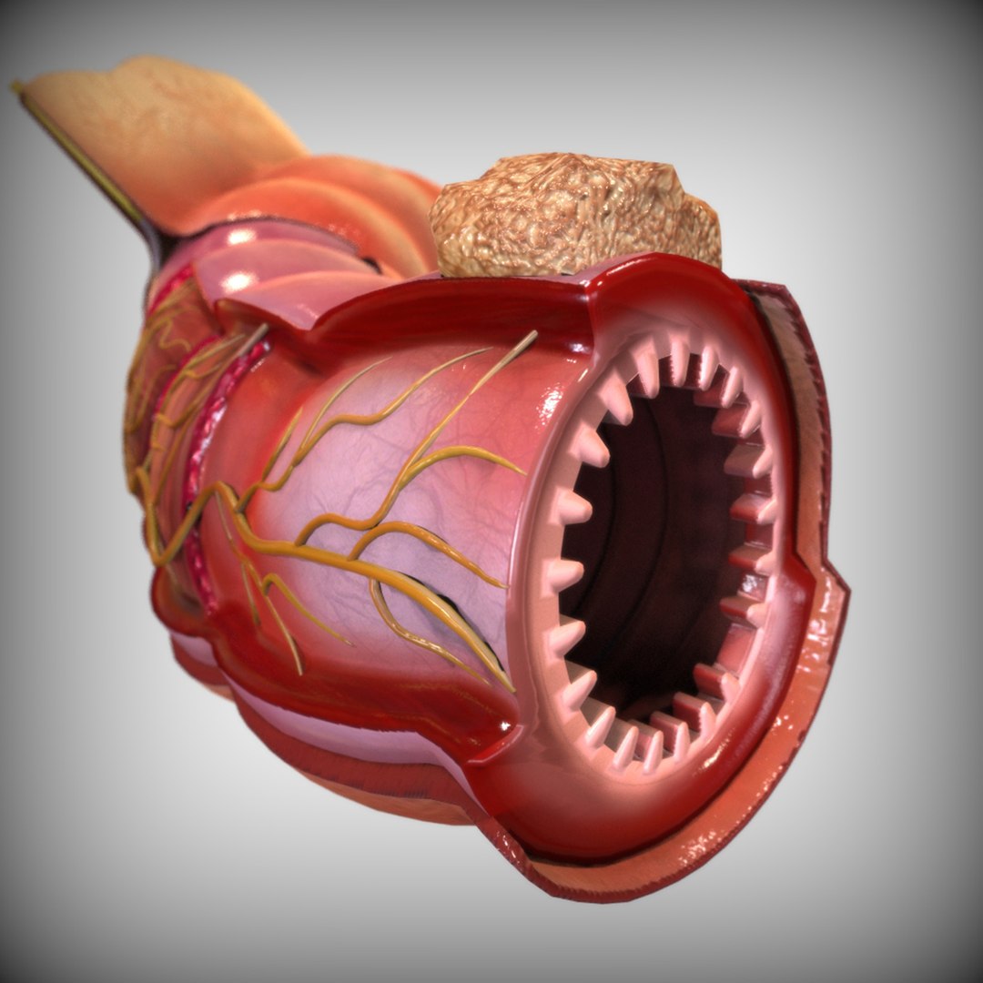 Human Intestine 3D Model - TurboSquid 1520211