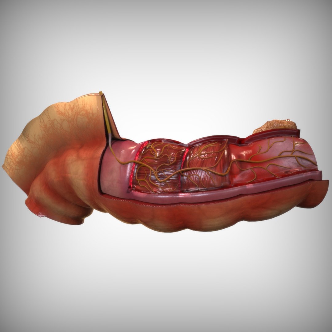 Human Intestine 3D Model - TurboSquid 1520211