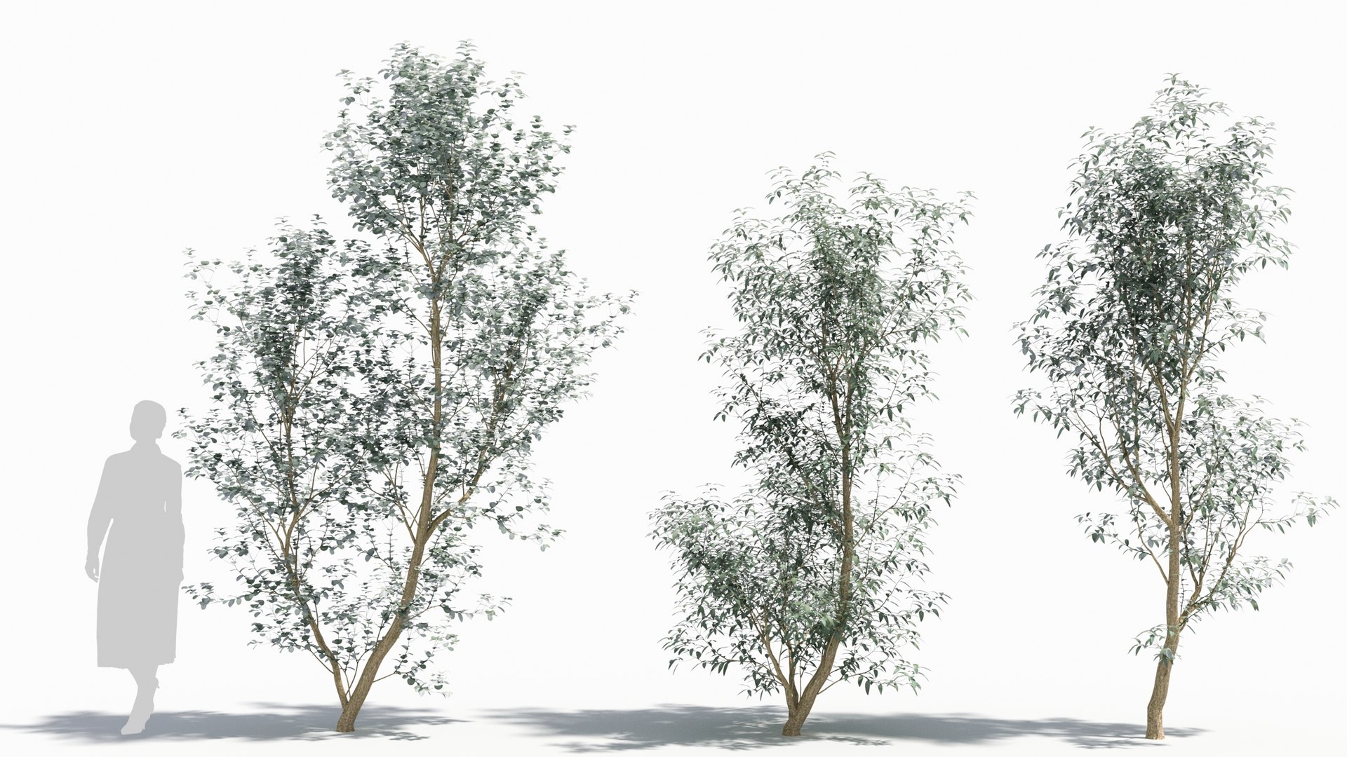 3D Eucalyptus tree model - TurboSquid 2027061
