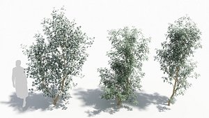 Eucalyptus Tree 3D Model - TurboSquid 2027060