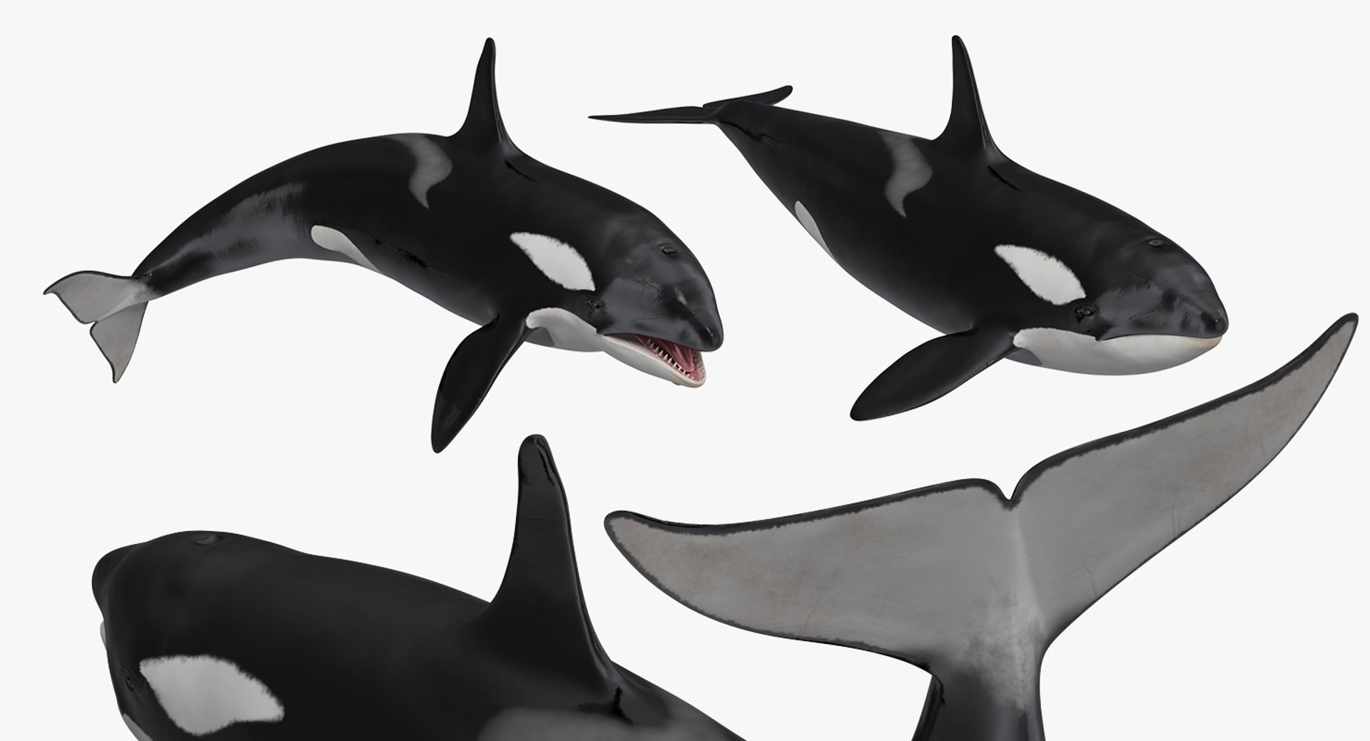 Killer whale rigged 3D model - TurboSquid 1225613