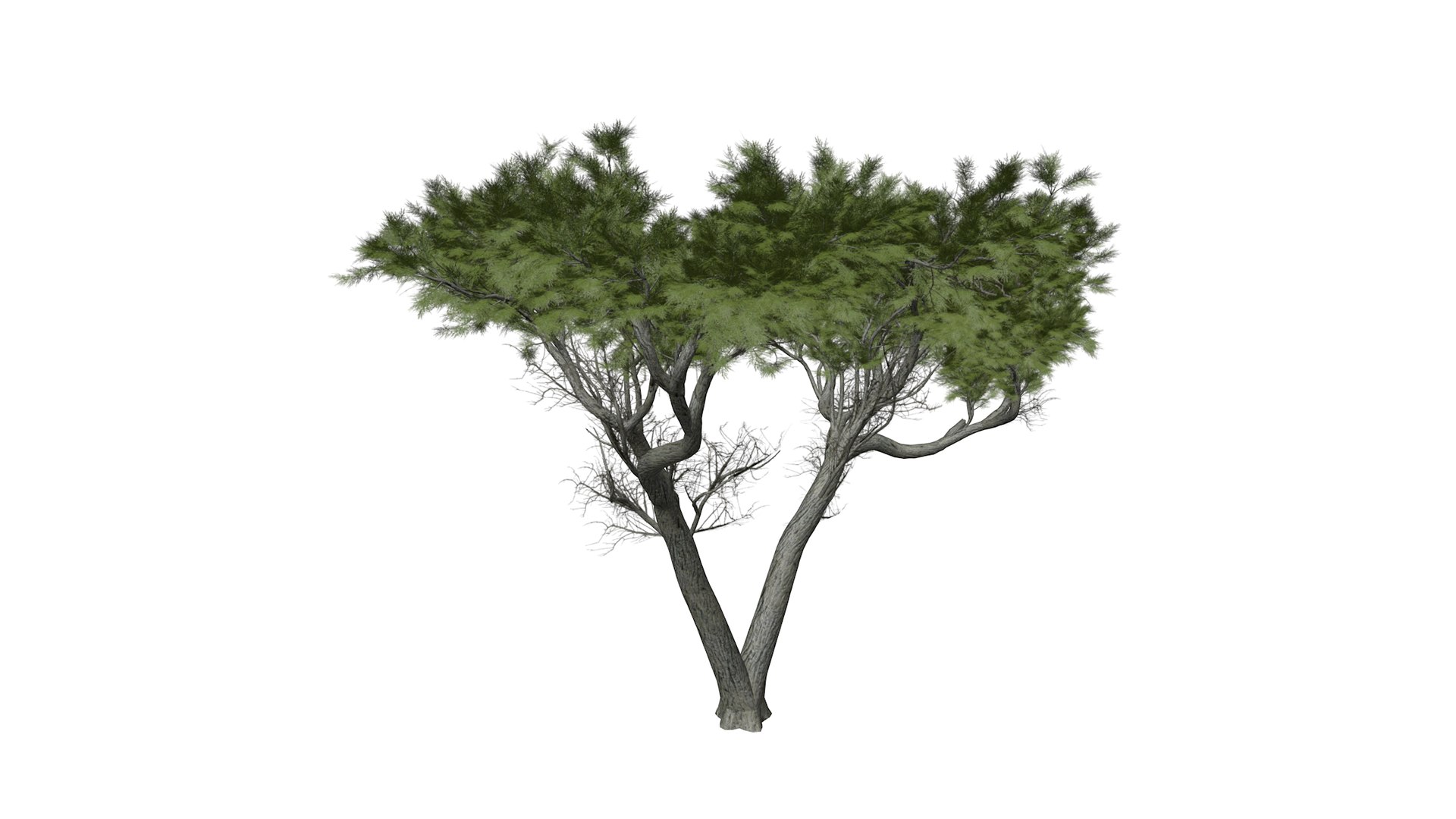 Monterey Cypress Tree - 10 - 3D Model - TurboSquid 2373741