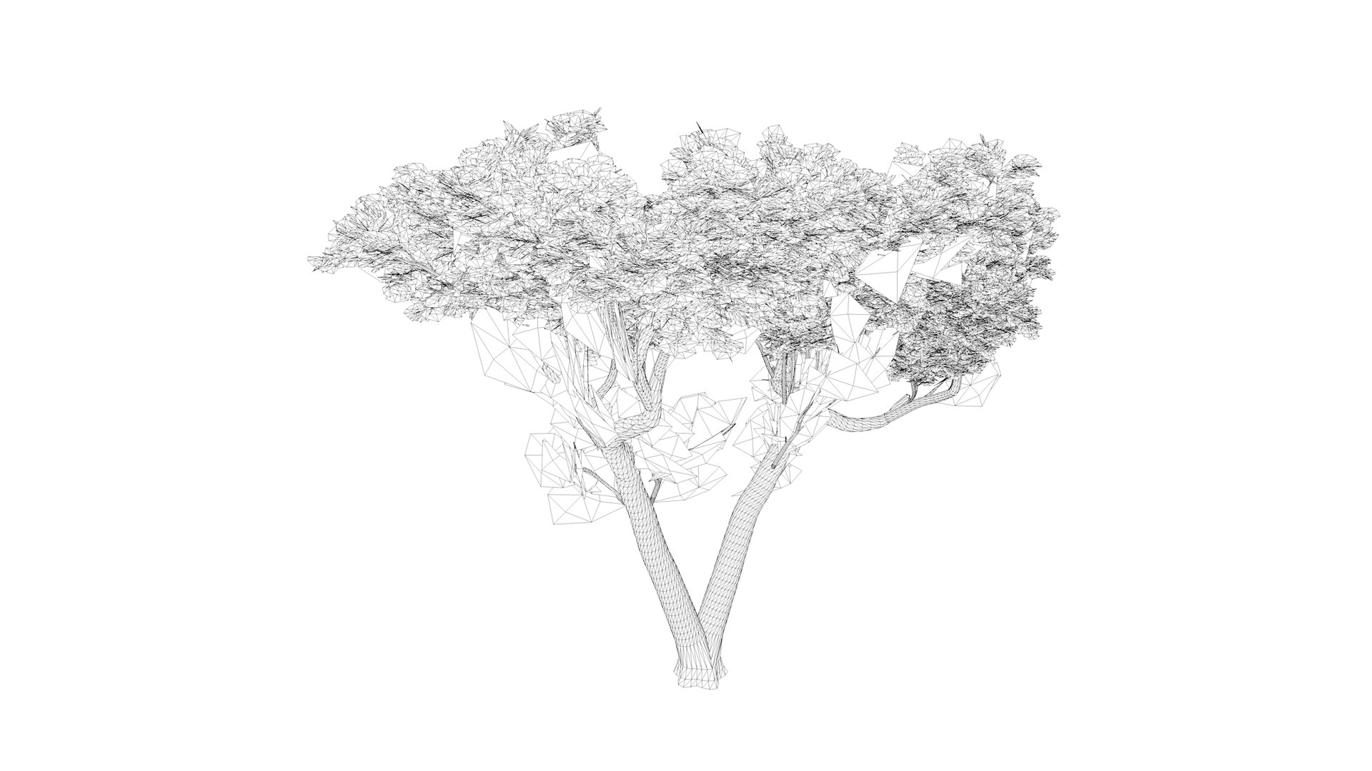 Monterey Cypress Tree - 10 - 3D Model - TurboSquid 2373741