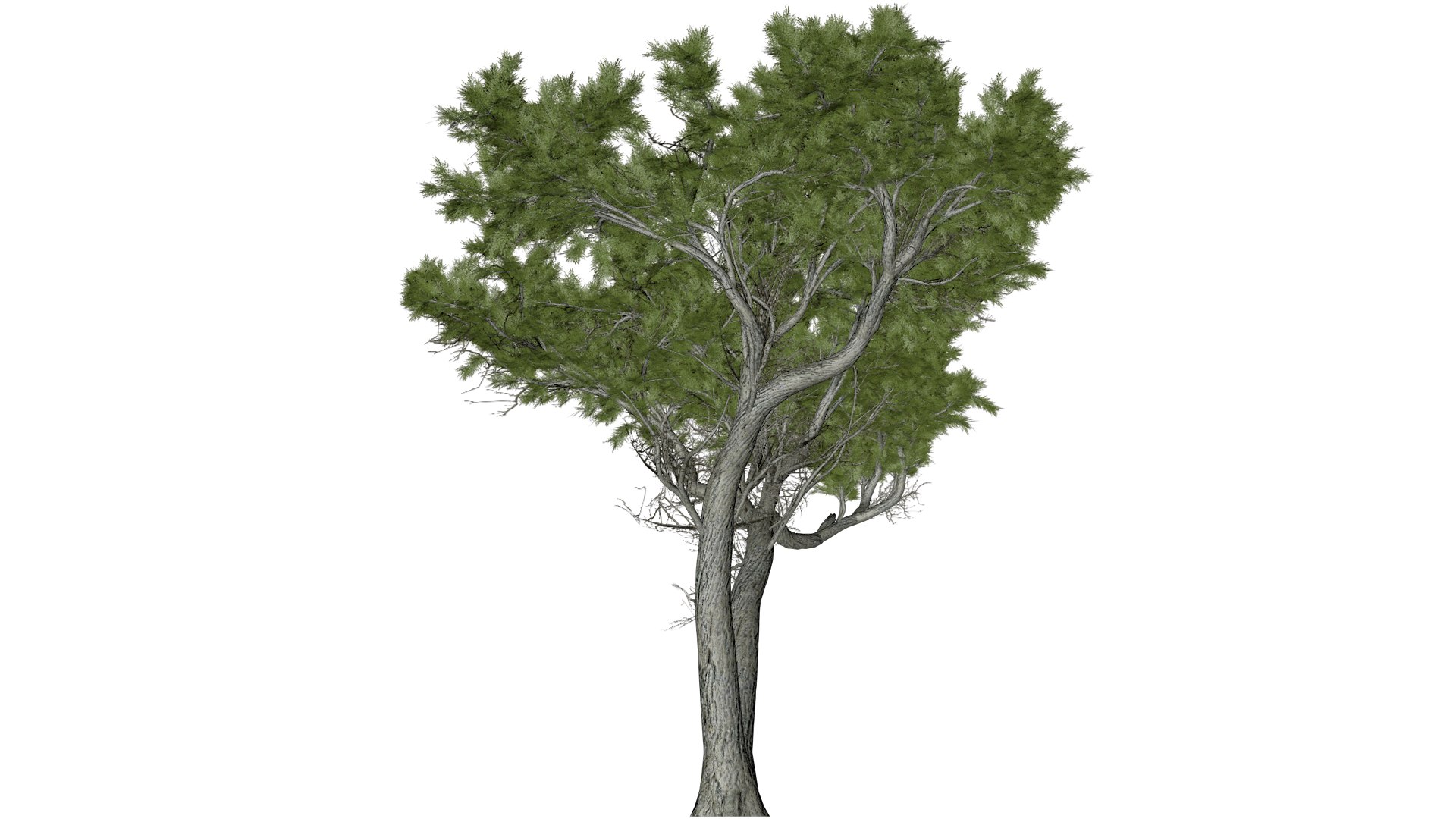 Monterey Cypress Tree - 10 - 3D Model - TurboSquid 2373741