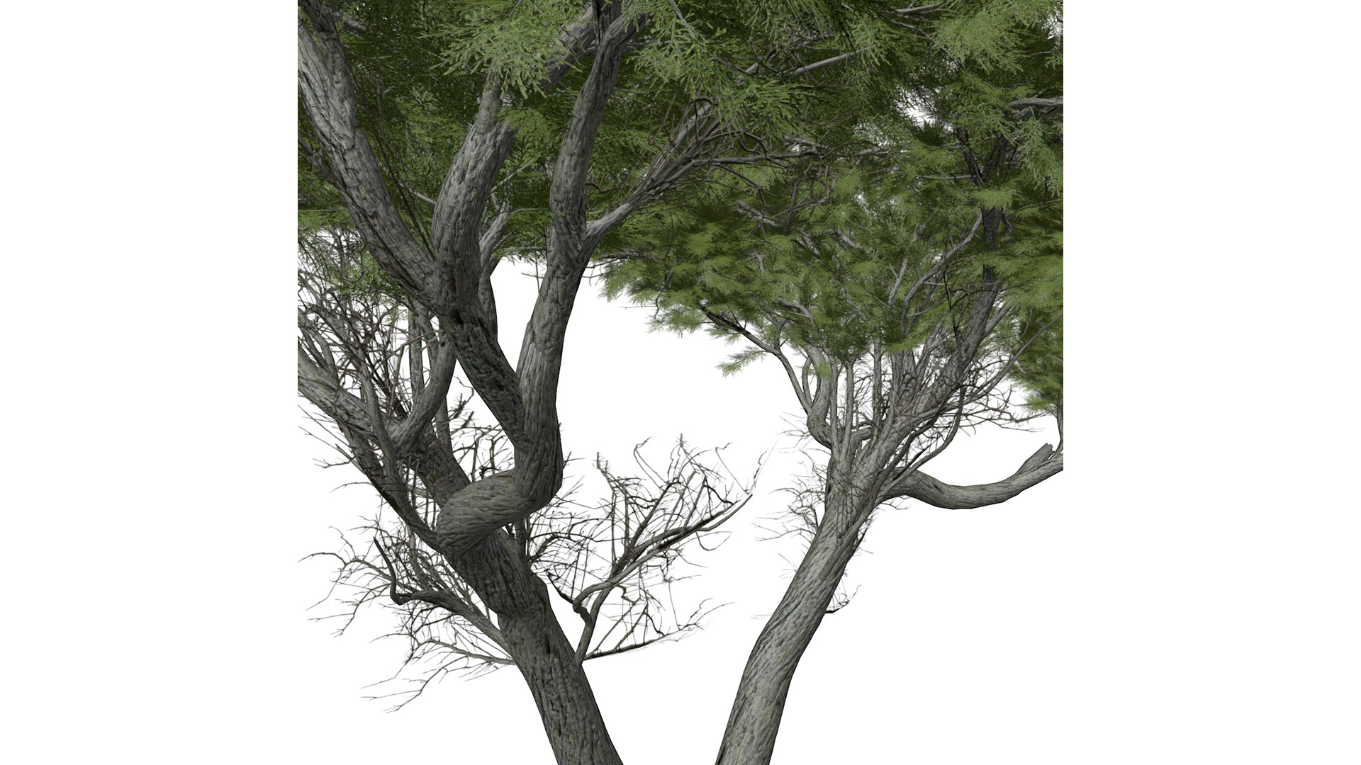 Monterey Cypress Tree - 10 - 3D Model - TurboSquid 2373741