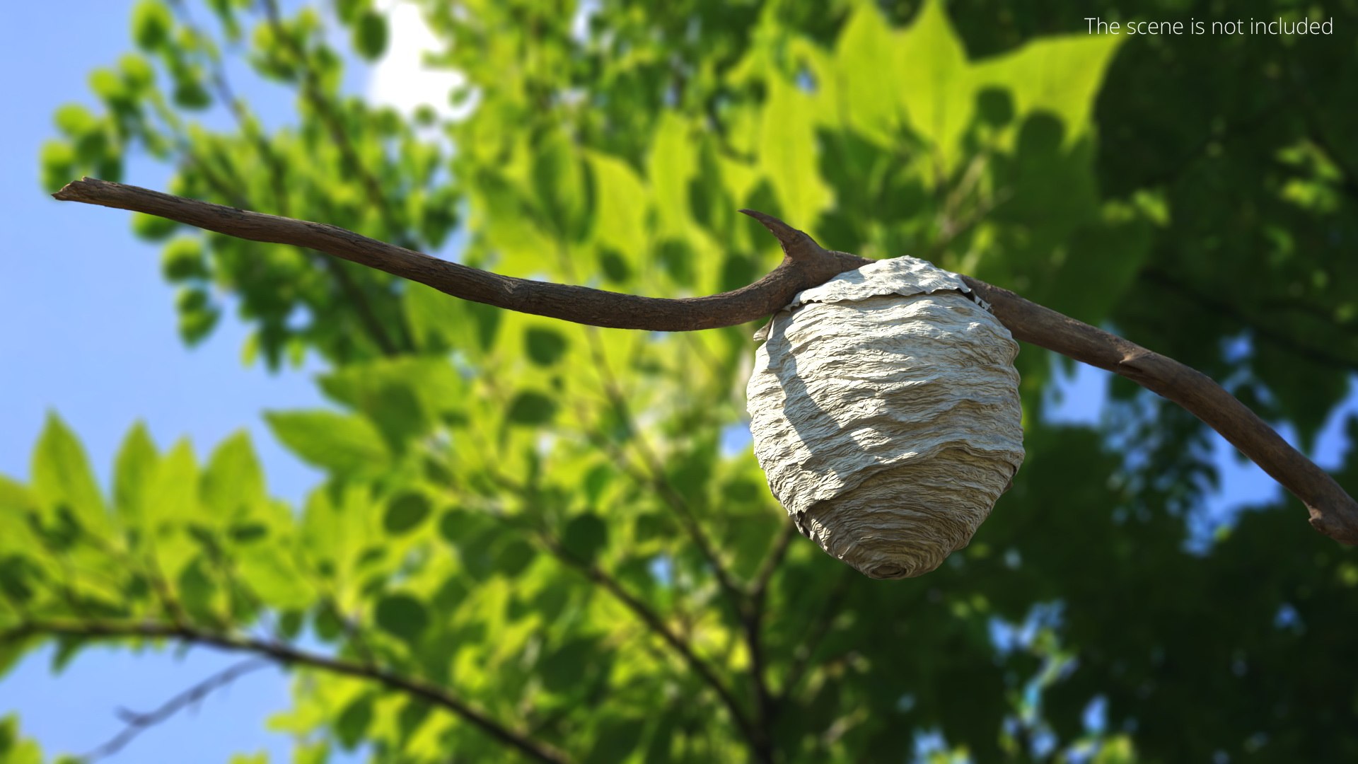 Hanging Wasp Nest Attached To Tree Branch 3D - TurboSquid 2492587