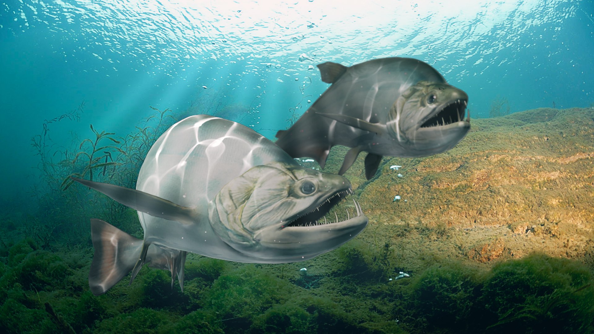 3d model of payara vampire fish