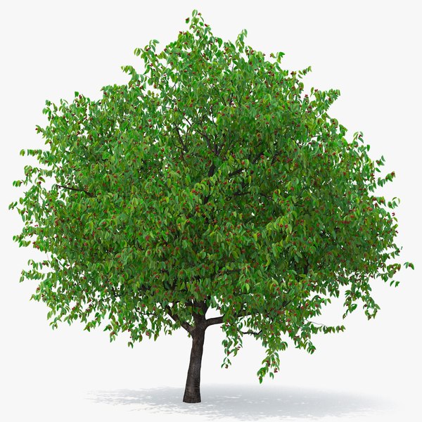 Kirschbaum mit Kirschen 3D-Modell - TurboSquid 1434233