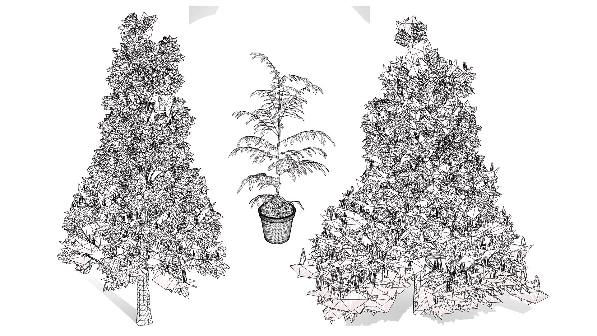 3D Grevillea Robusta 3D Model Model - TurboSquid 2346810