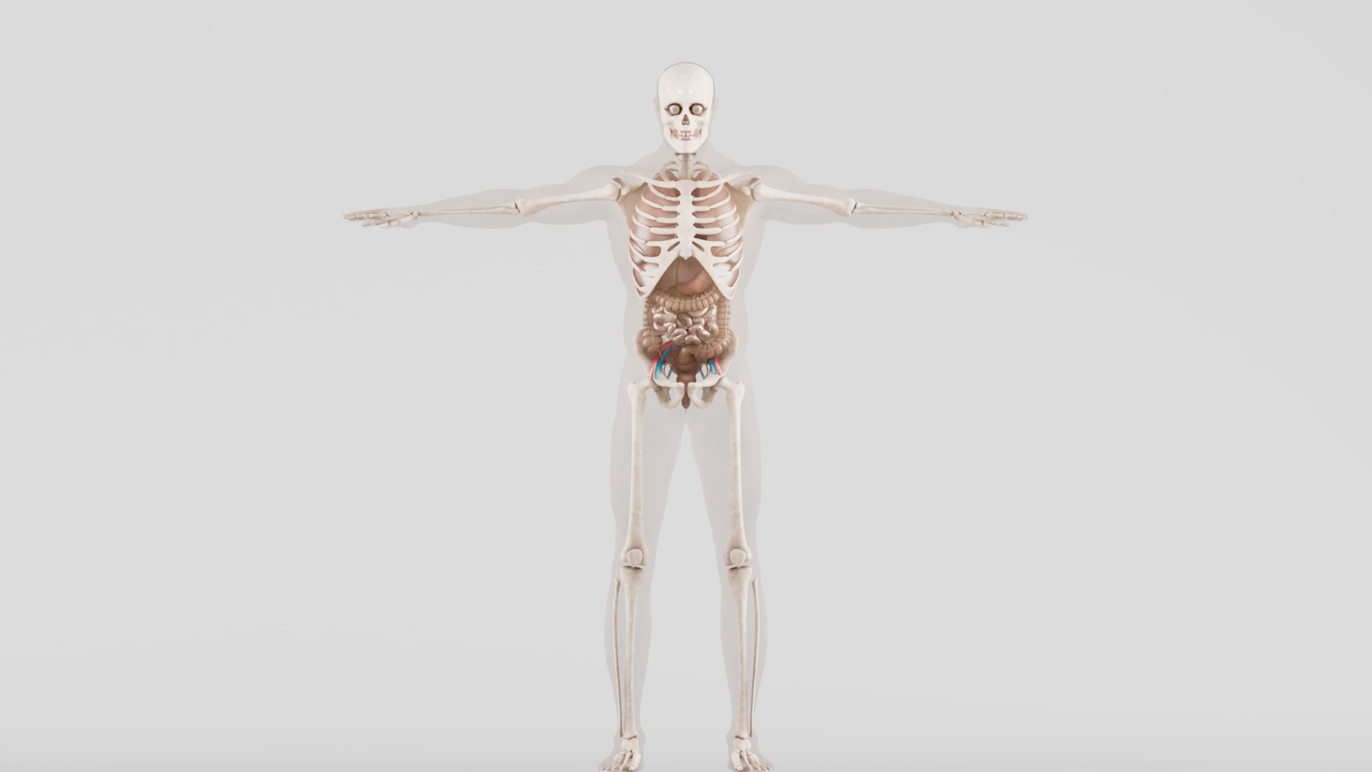 3D Model Human Respiratory System - TurboSquid 2013923