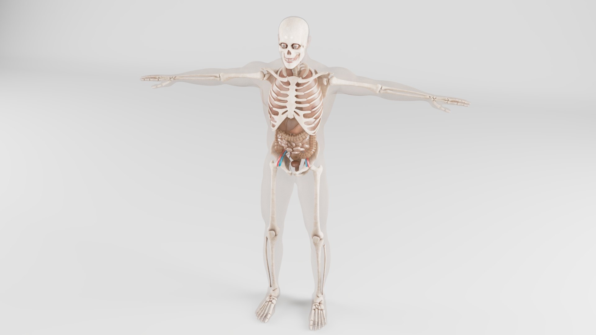 3D Model Human Respiratory System - TurboSquid 2013923