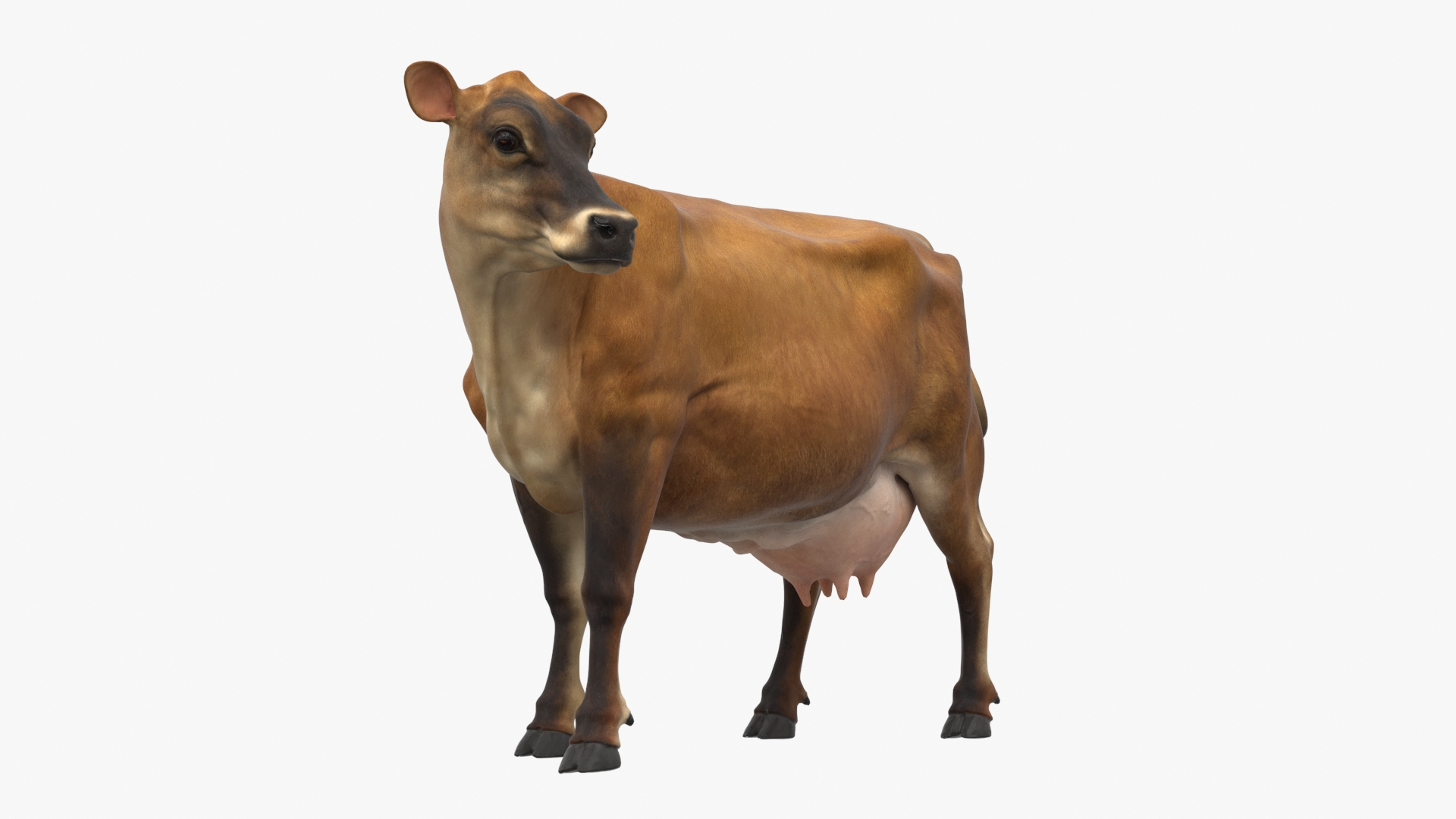 Channel Island Cow Brown Model - TurboSquid 2312375