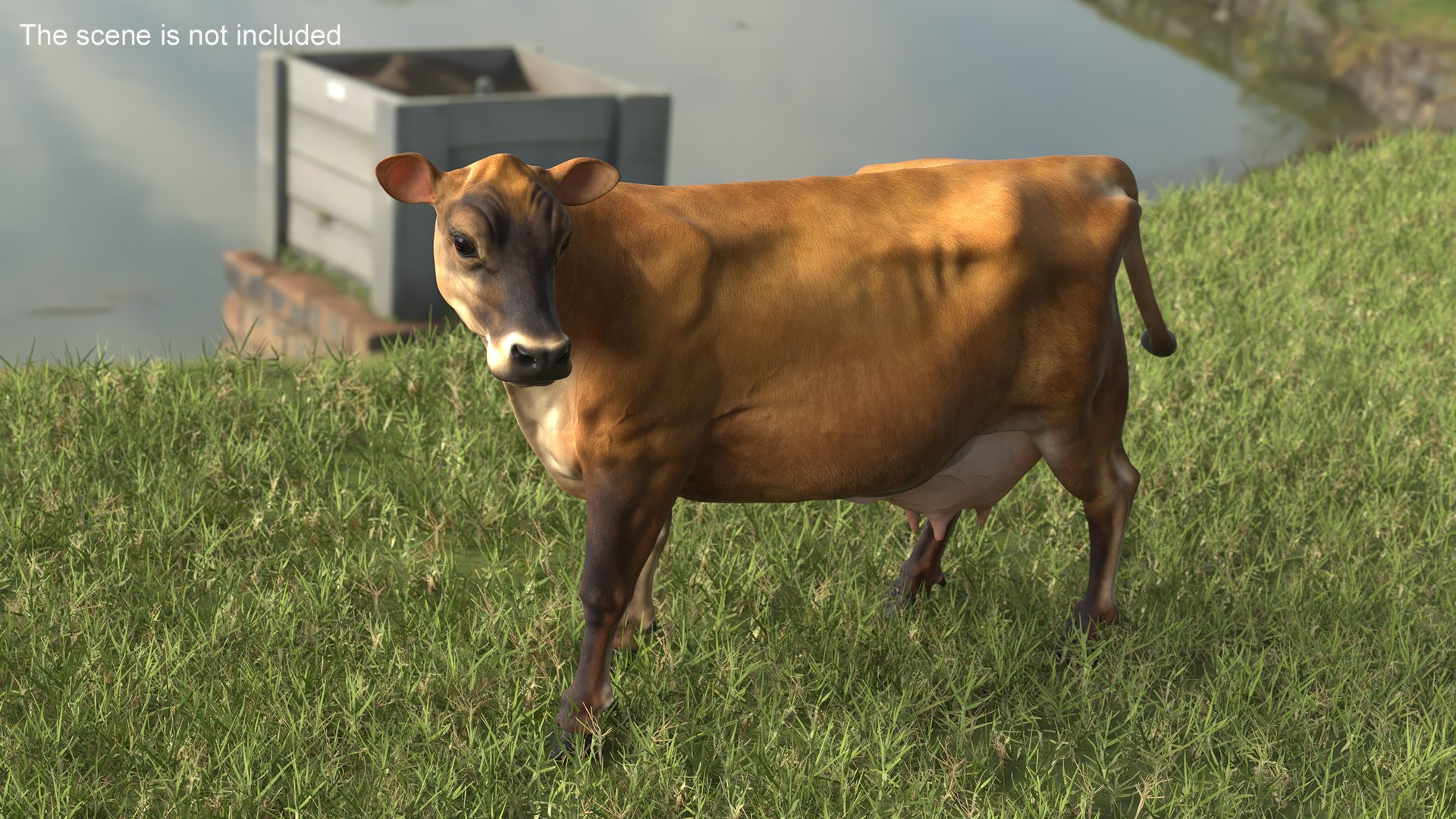 Channel Island Cow Brown Model - TurboSquid 2312375
