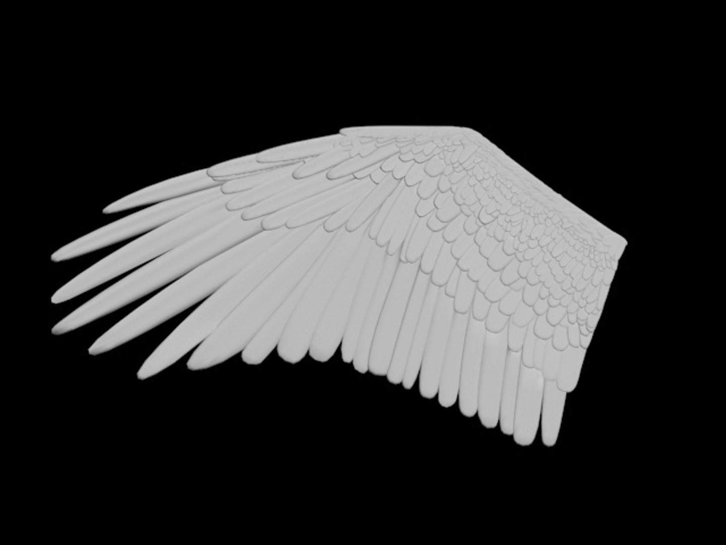 Bird Wing 3D - TurboSquid 1368511