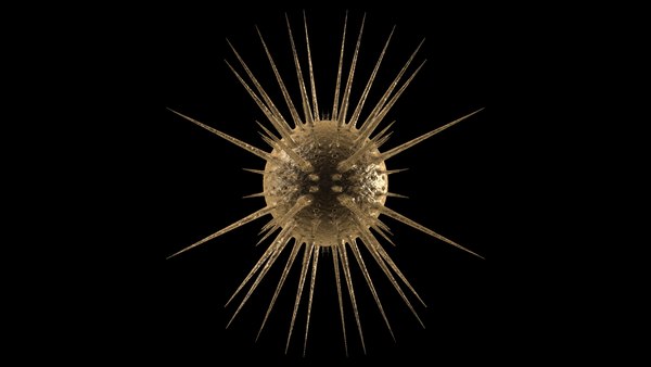 rabiolaria radiozoa mineral 3d model