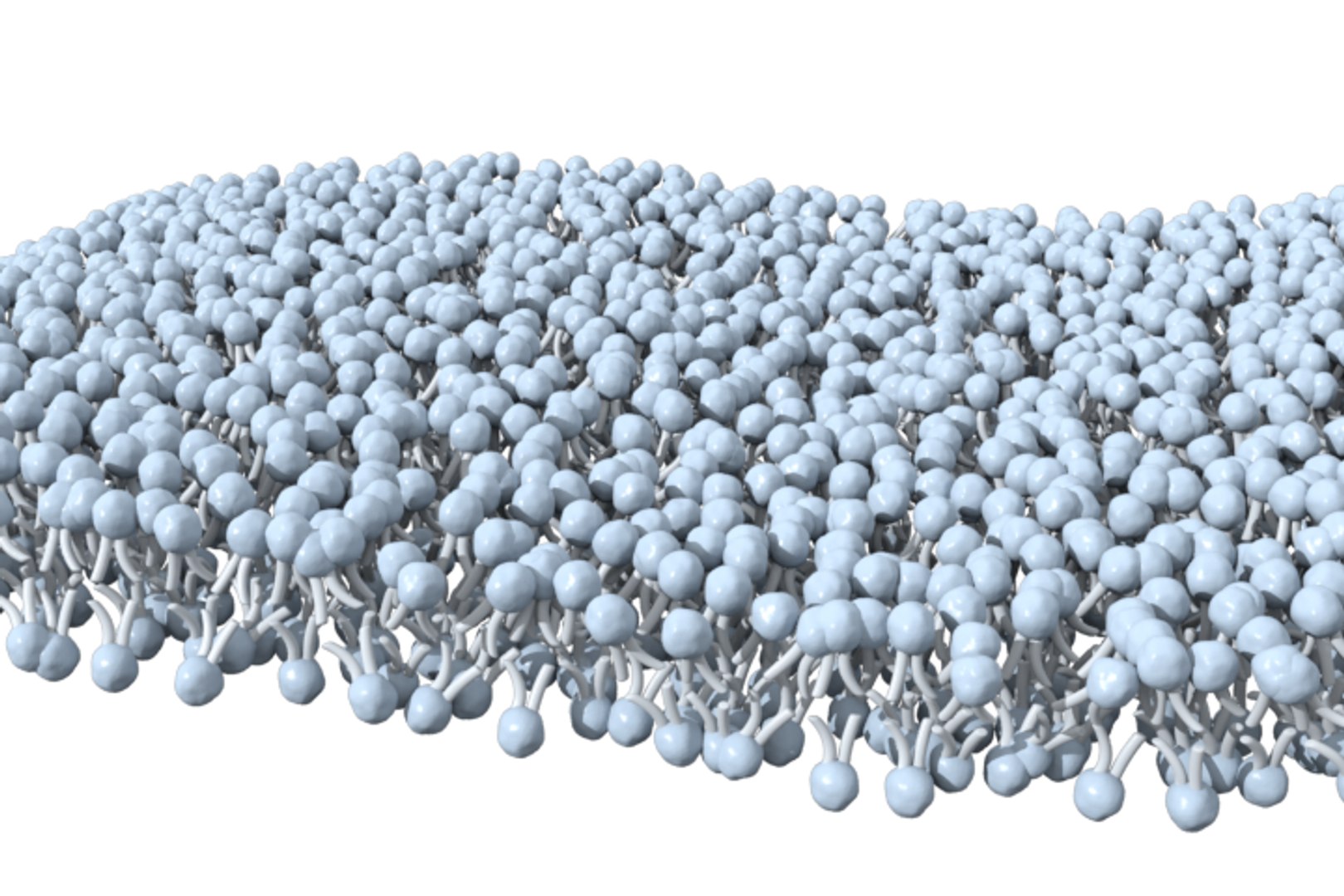 Cell Membrane 3D Model - TurboSquid 1219693